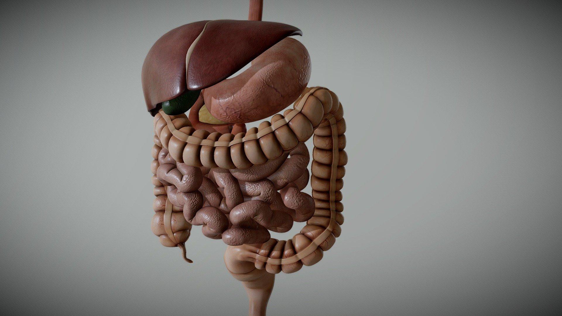 Digestive System Wallpapers - Top Free Digestive System Backgrounds ...