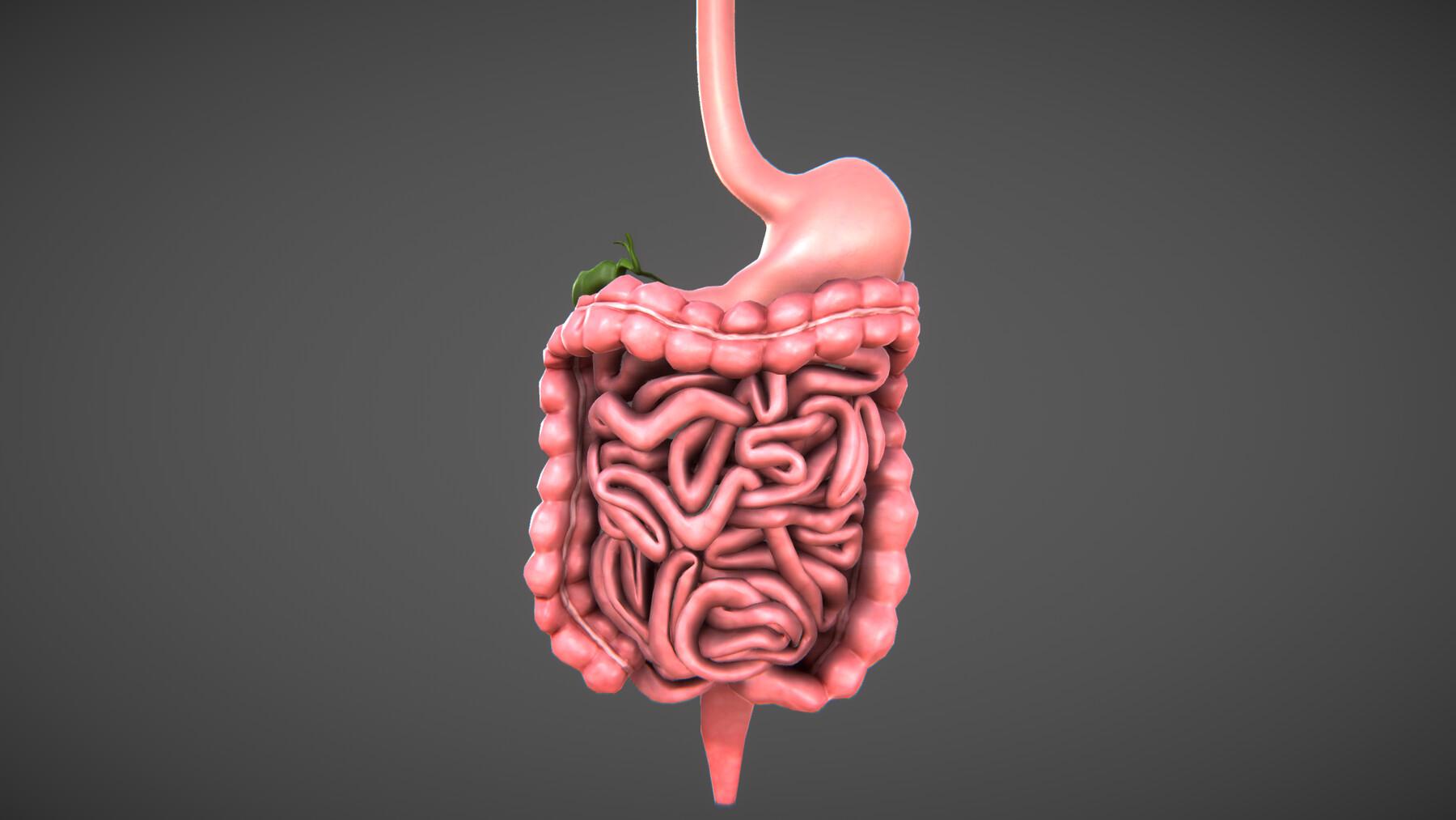 Human Digestive System Wallpapers - Top Free Human Digestive System ...