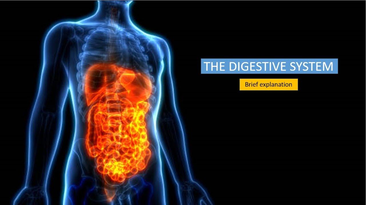 Digestive System Wallpapers - Top Free Digestive System Backgrounds ...