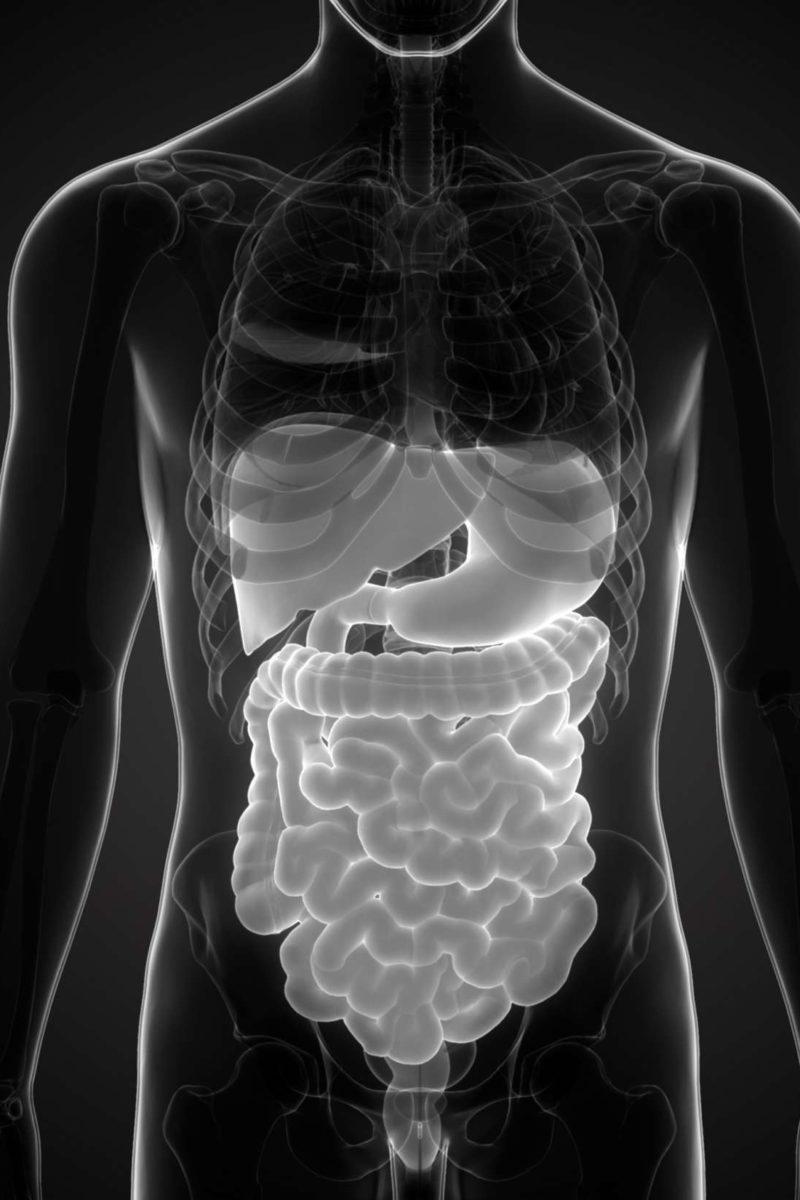 Digestive System Wallpapers - Top Free Digestive System Backgrounds ...
