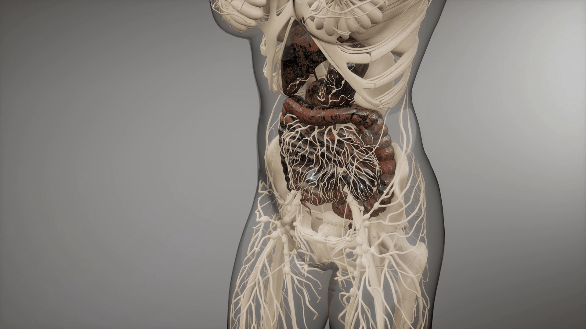 Digestive System Wallpapers - Top Free Digestive System Backgrounds ...