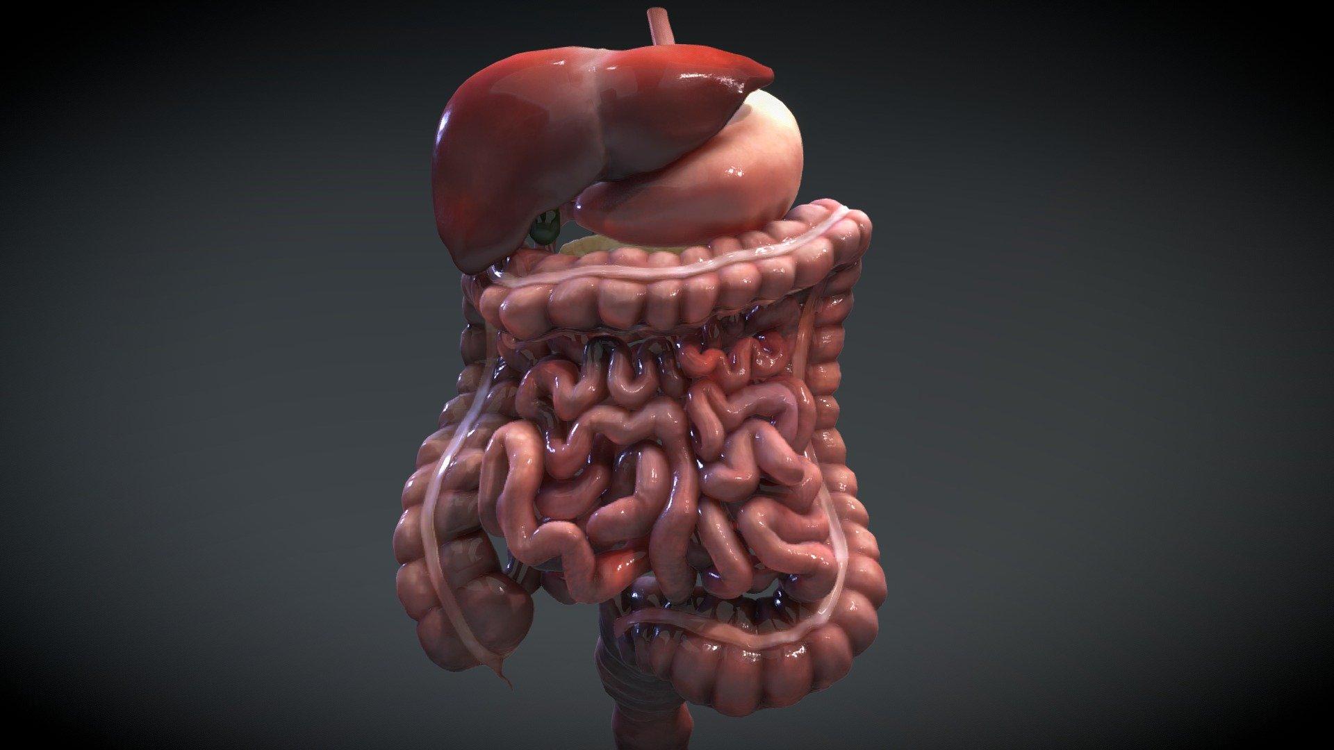 Digestive System Wallpapers - Top Free Digestive System Backgrounds ...