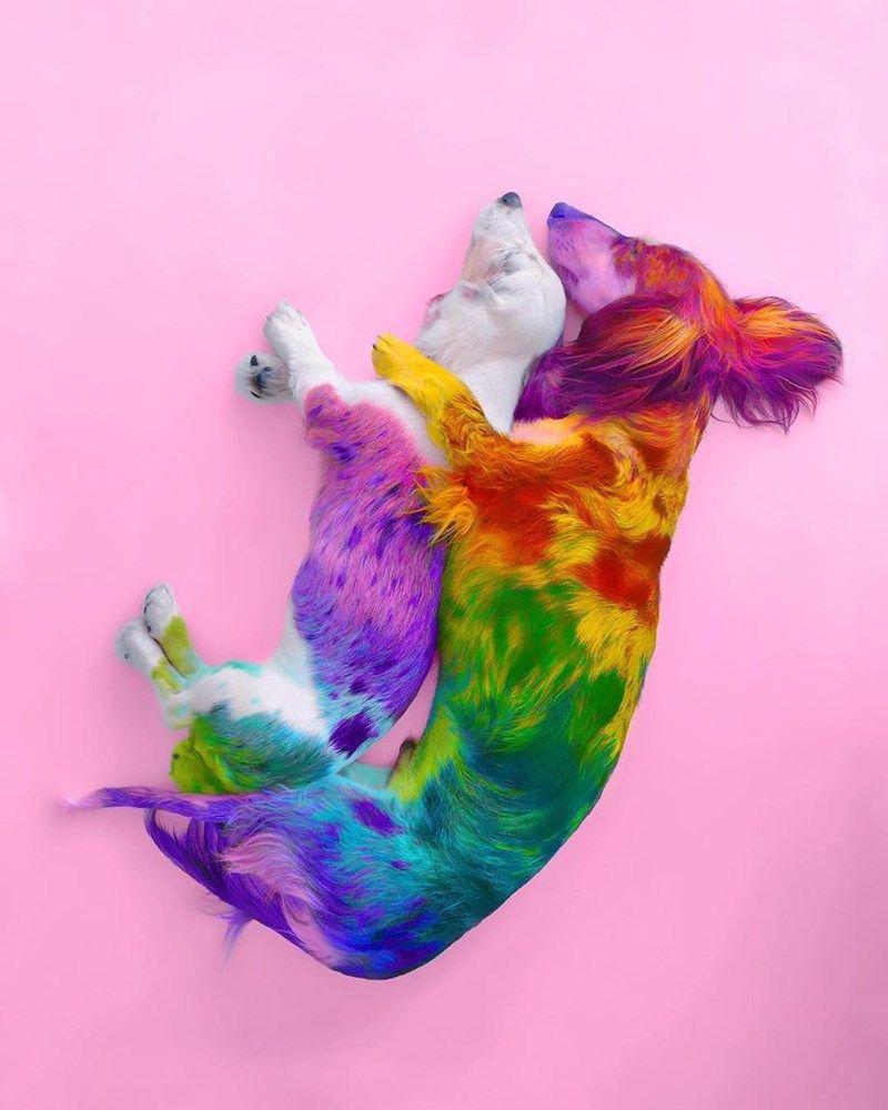 Cute Rainbow Animal Wallpapers - Top Free Cute Rainbow Animal ...