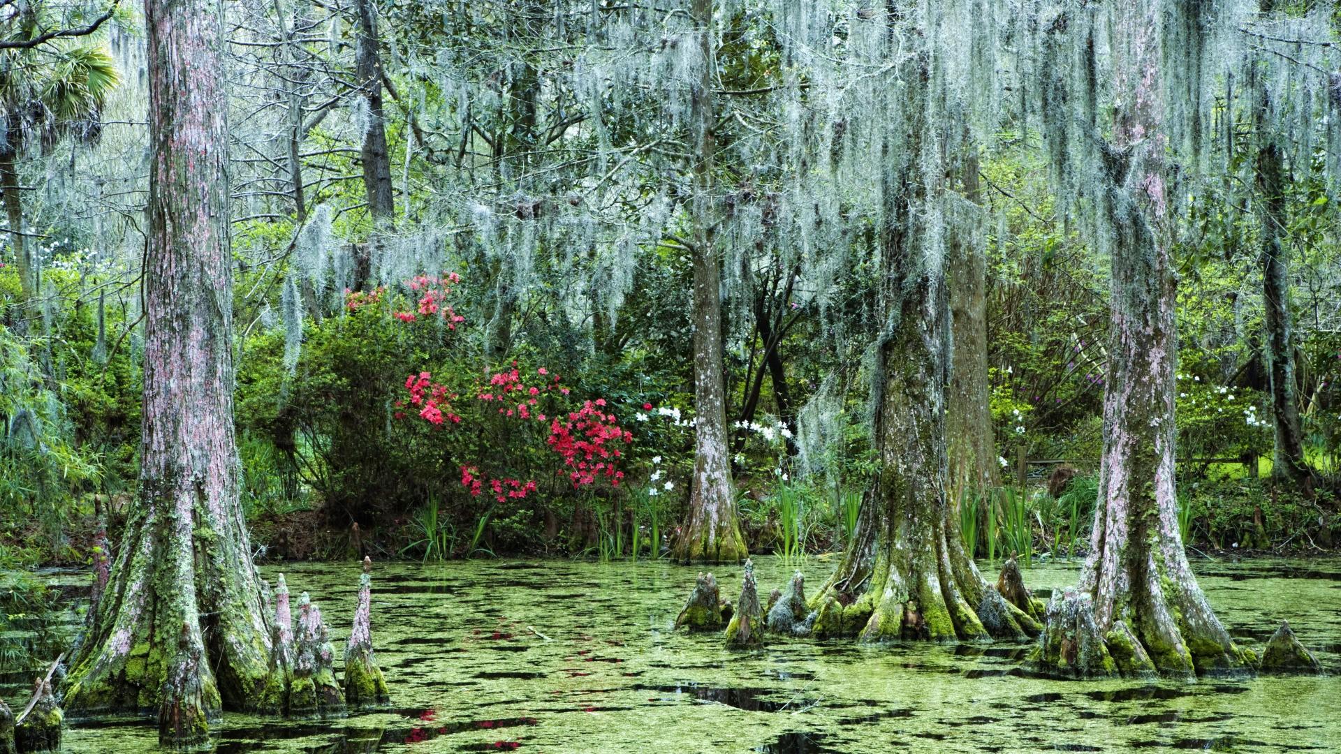 Louisiana Swamp Wallpapers - Top Free Louisiana Swamp Backgrounds ...