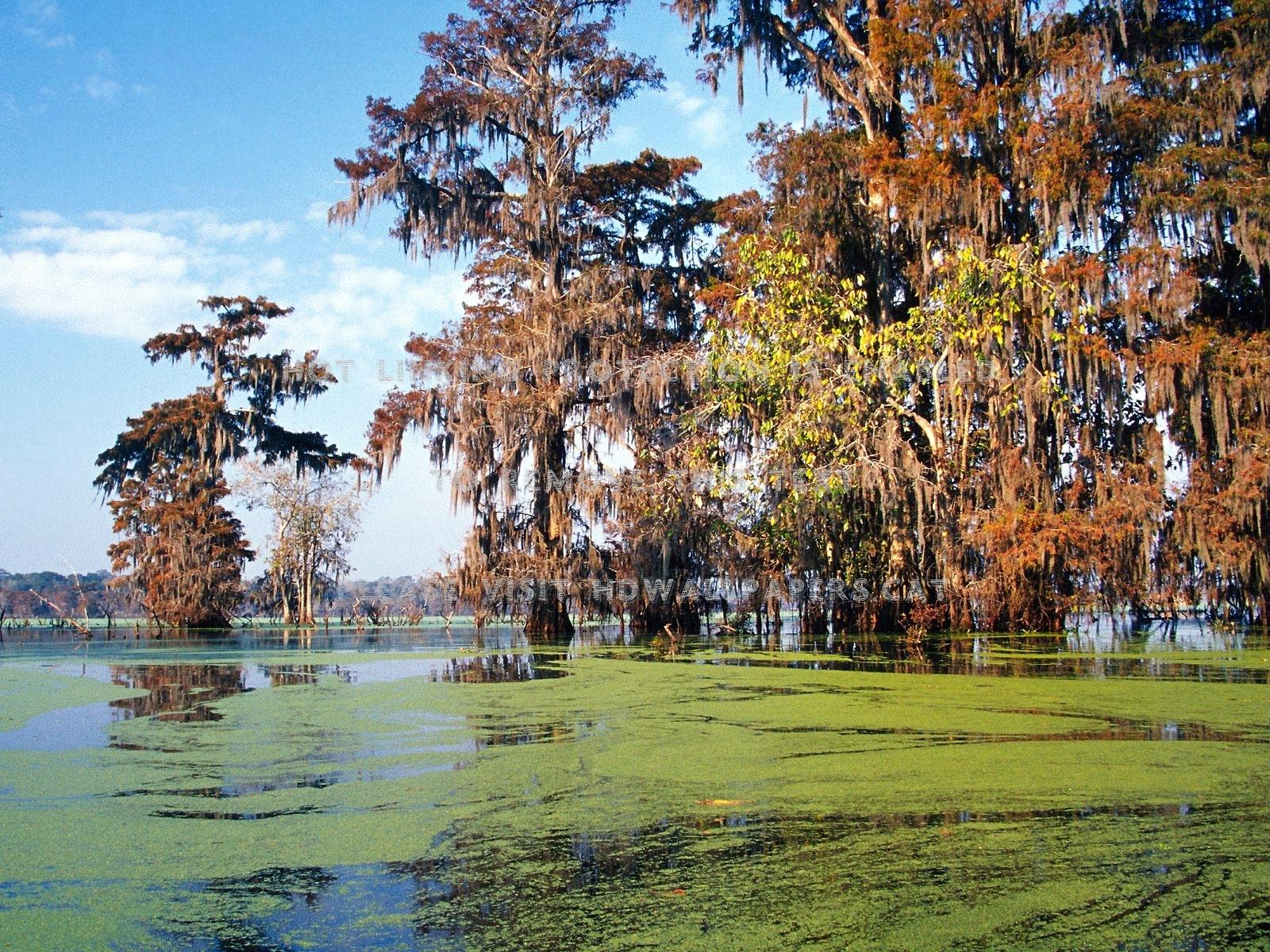 Louisiana Swamp Wallpapers - Top Free Louisiana Swamp Backgrounds ...