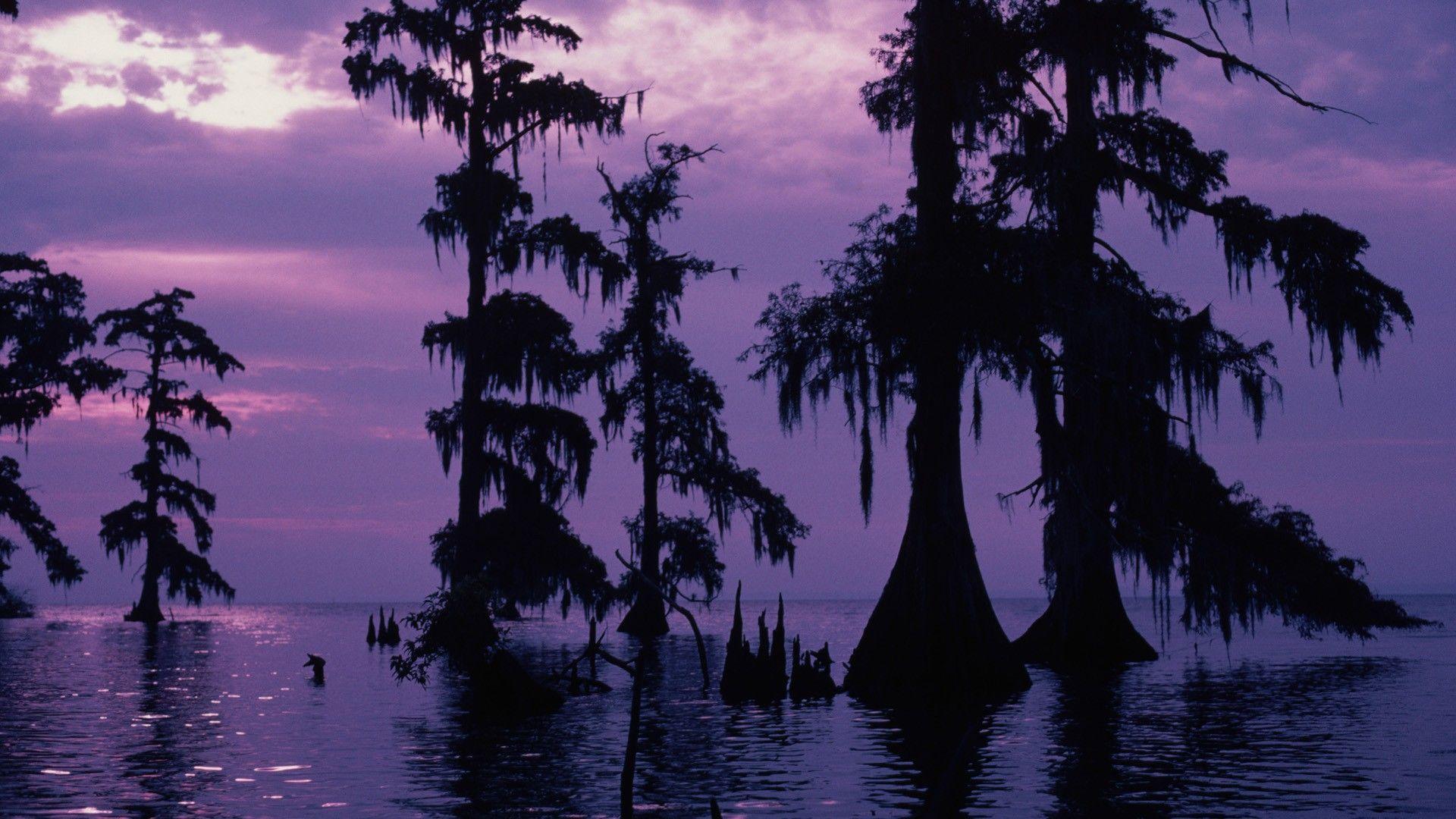 Louisiana Swamp Wallpapers Top Free Louisiana Swamp Backgrounds Wallpaperaccess
