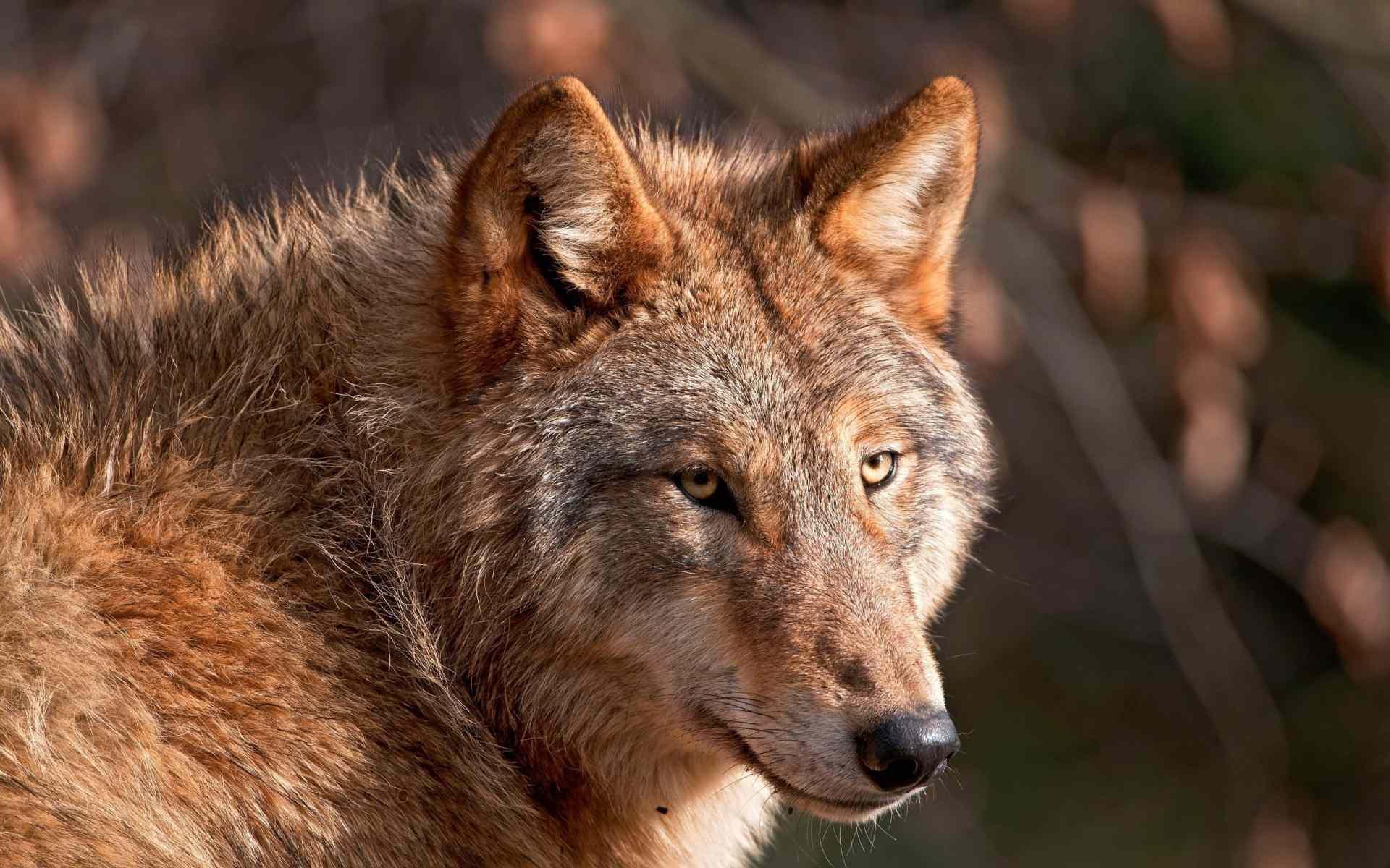 Red Wolf HD Wallpapers - Top Free Red Wolf HD Backgrounds - WallpaperAccess