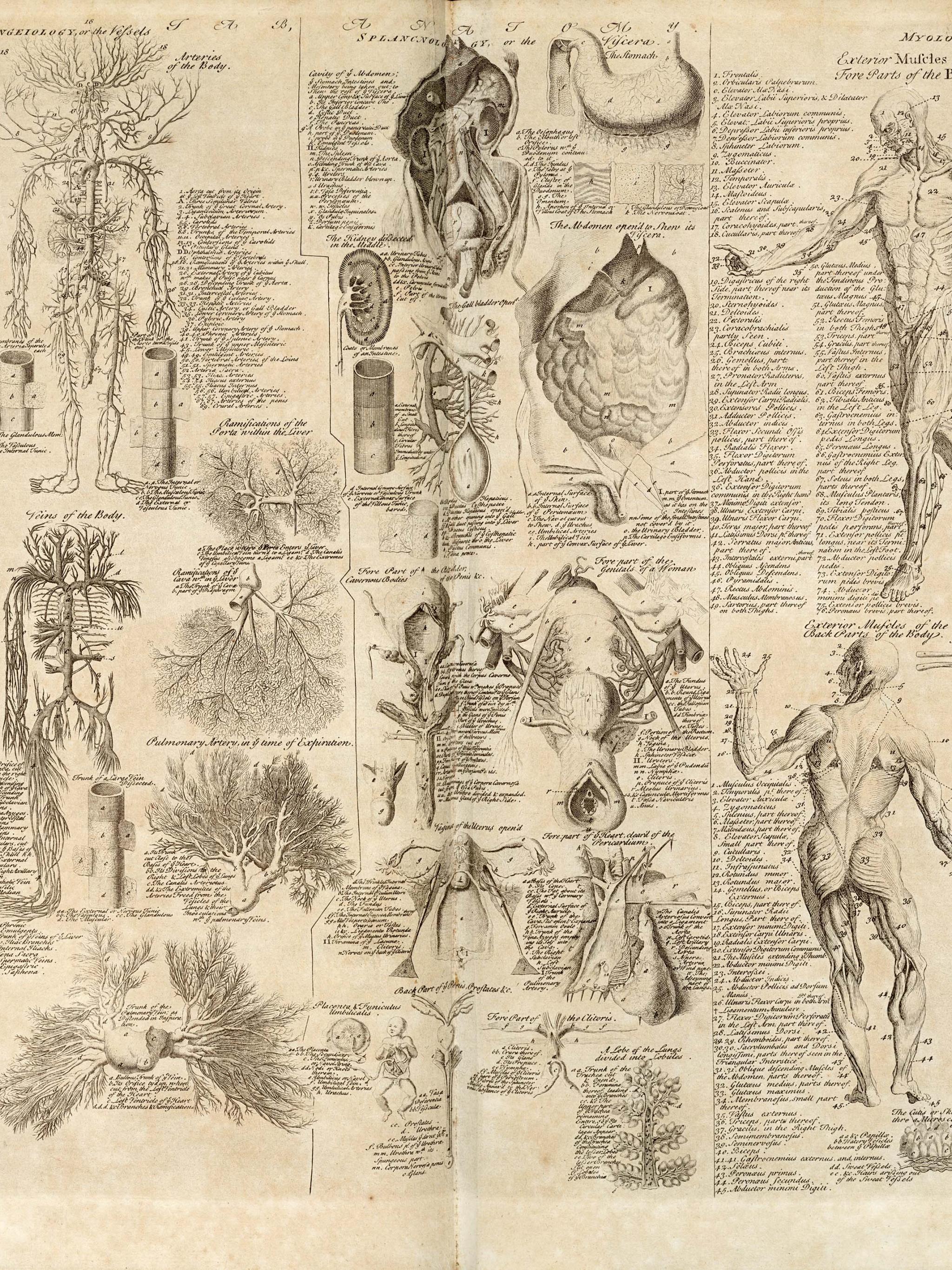 Anatomy Phone Wallpapers - Top Free Anatomy Phone Backgrounds ...