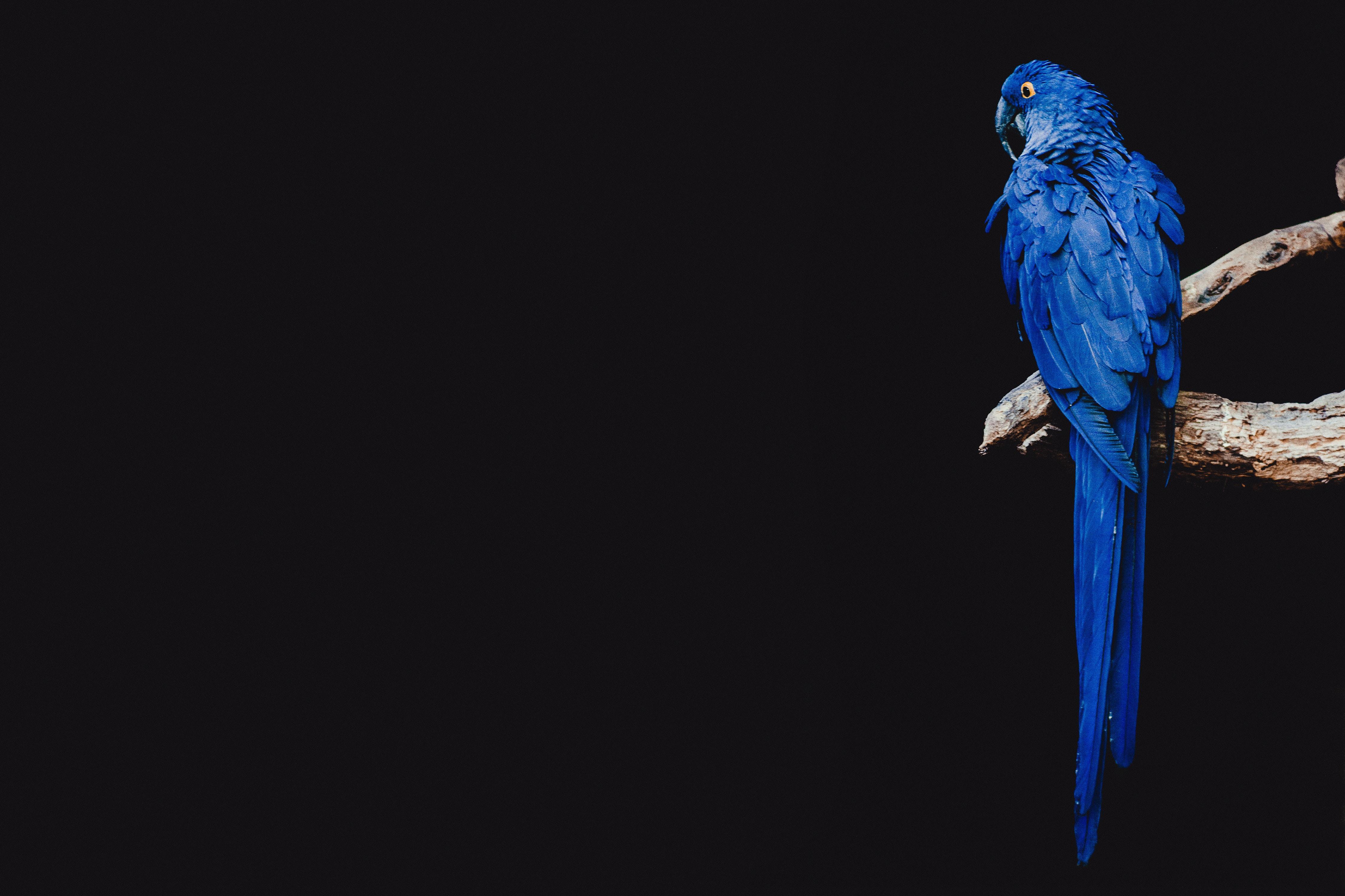 Parrot Linux Wallpapers - Top Free Parrot Linux Backgrounds ...