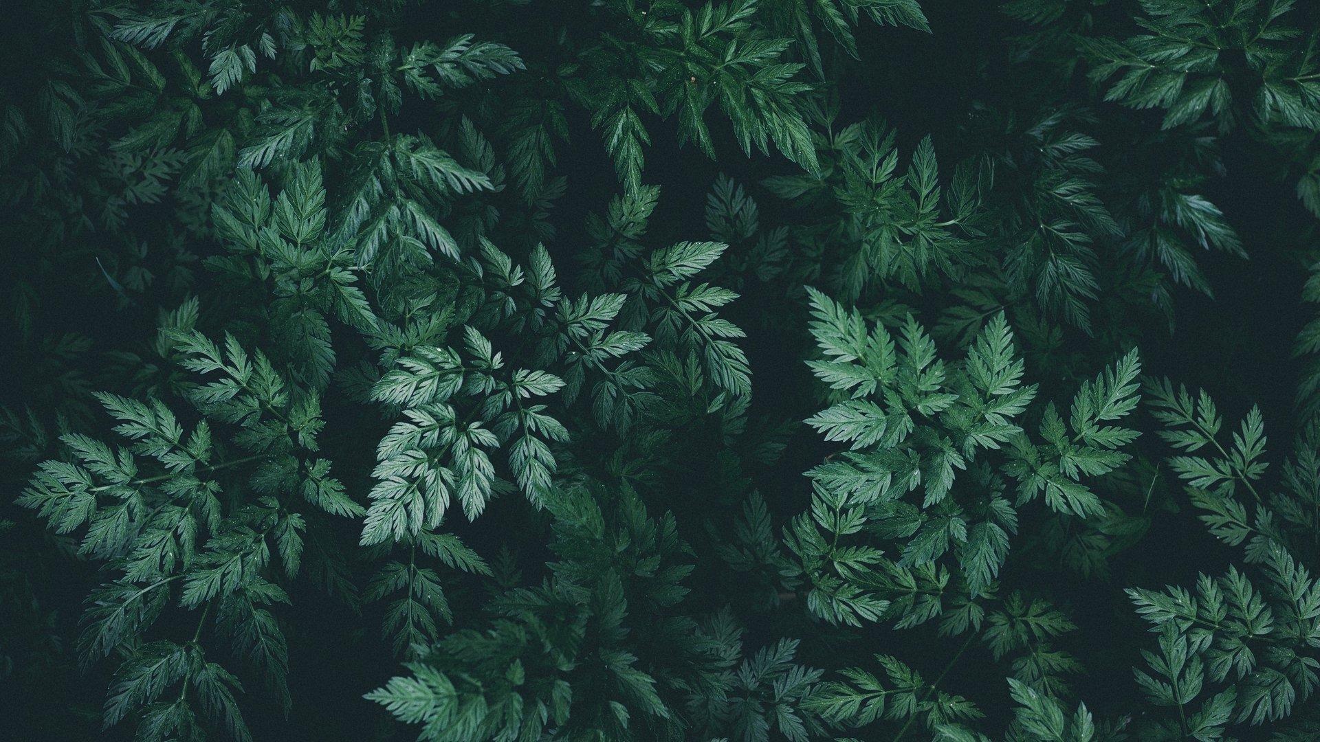 Deep Green Wallpapers - Top Free Deep Green Backgrounds - WallpaperAccess