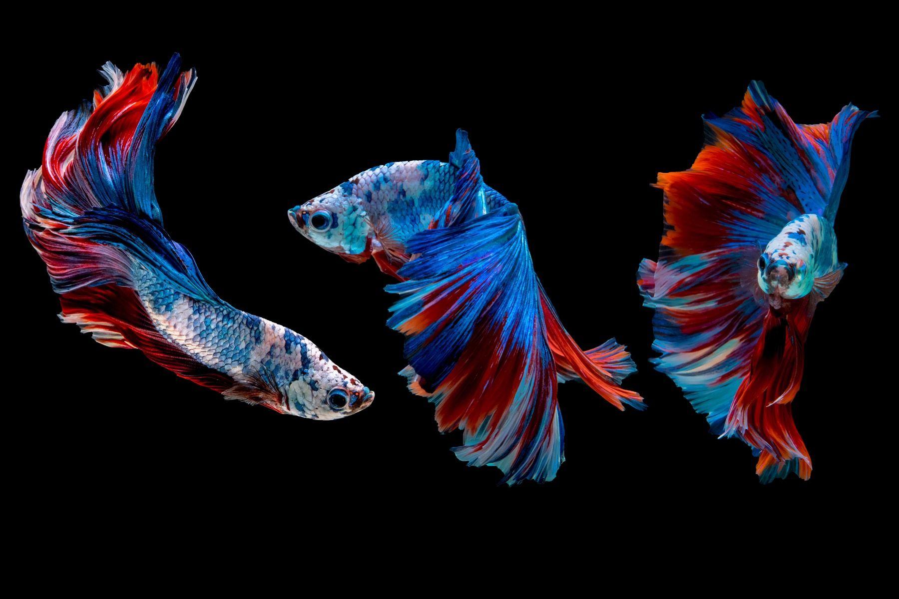 Siamese Fighting Fish Wallpapers - Top Free Siamese Fighting Fish ...