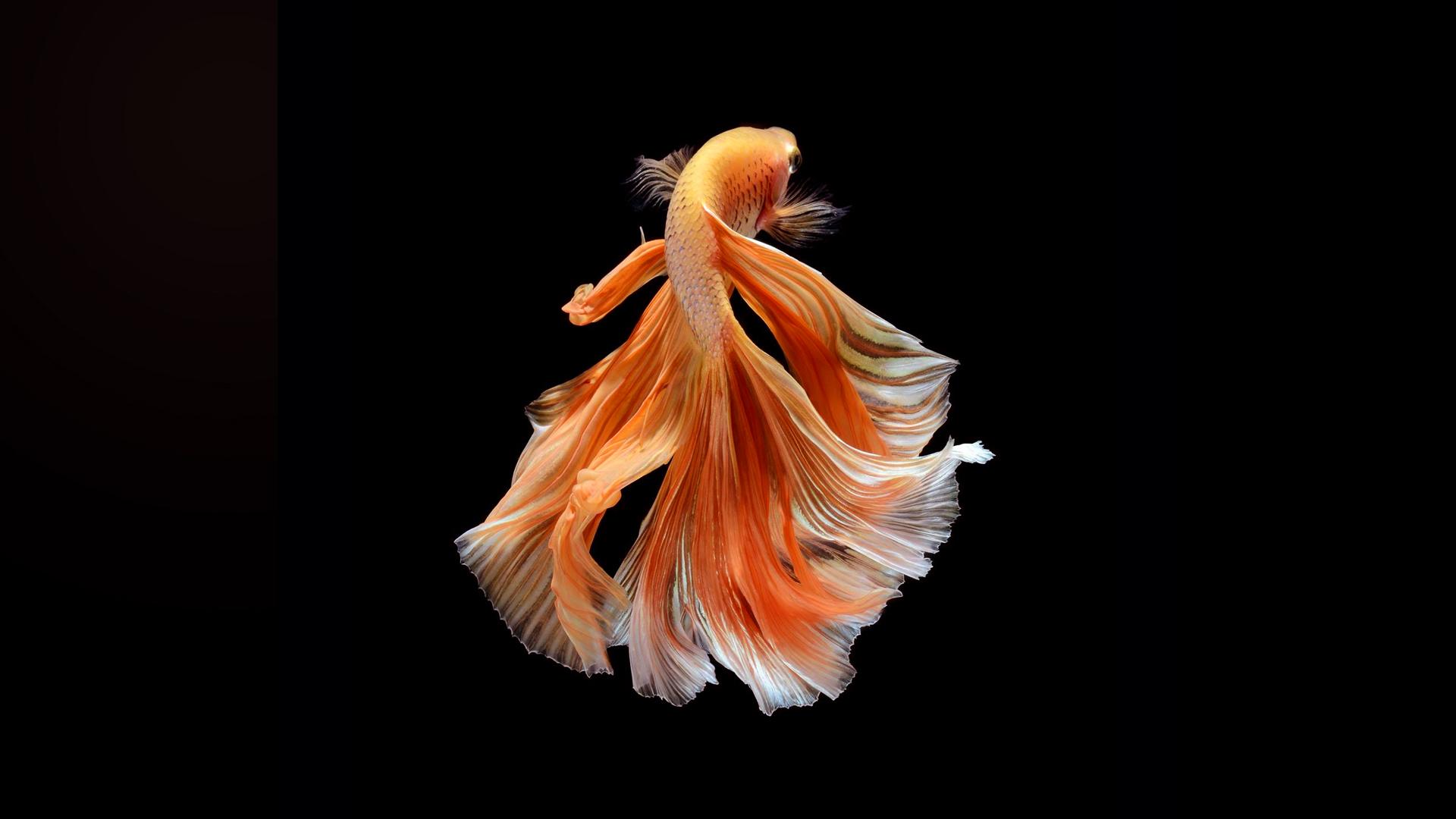 Siamese Fighting Fish Wallpapers - Top Free Siamese Fighting Fish ...