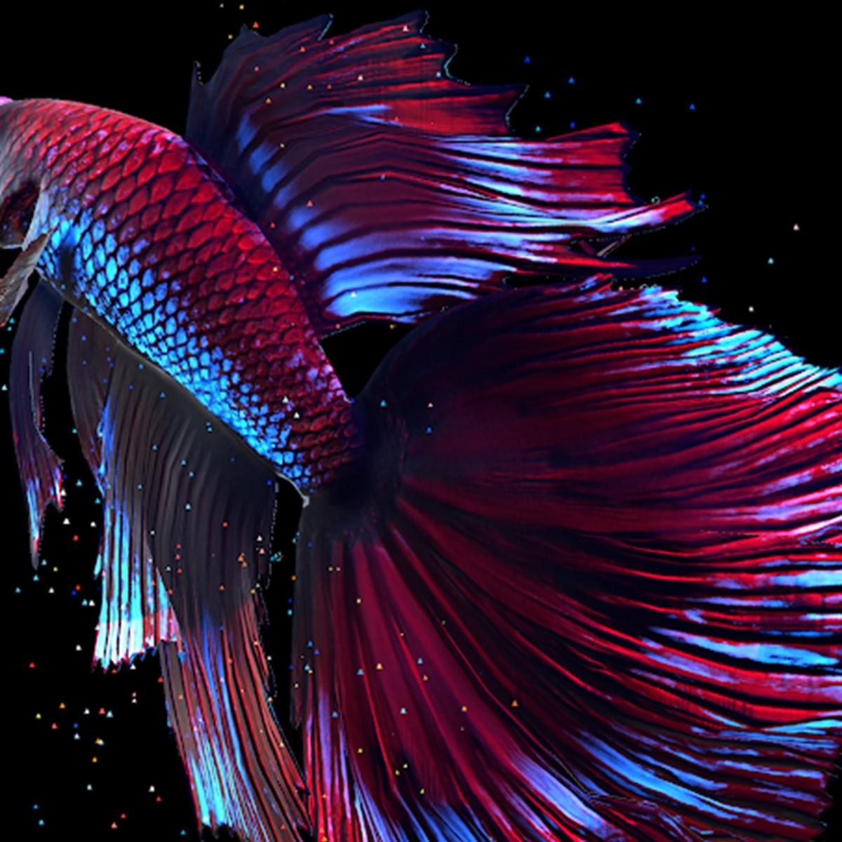 Siamese Fighting Fish Wallpapers - Top Free Siamese Fighting Fish ...