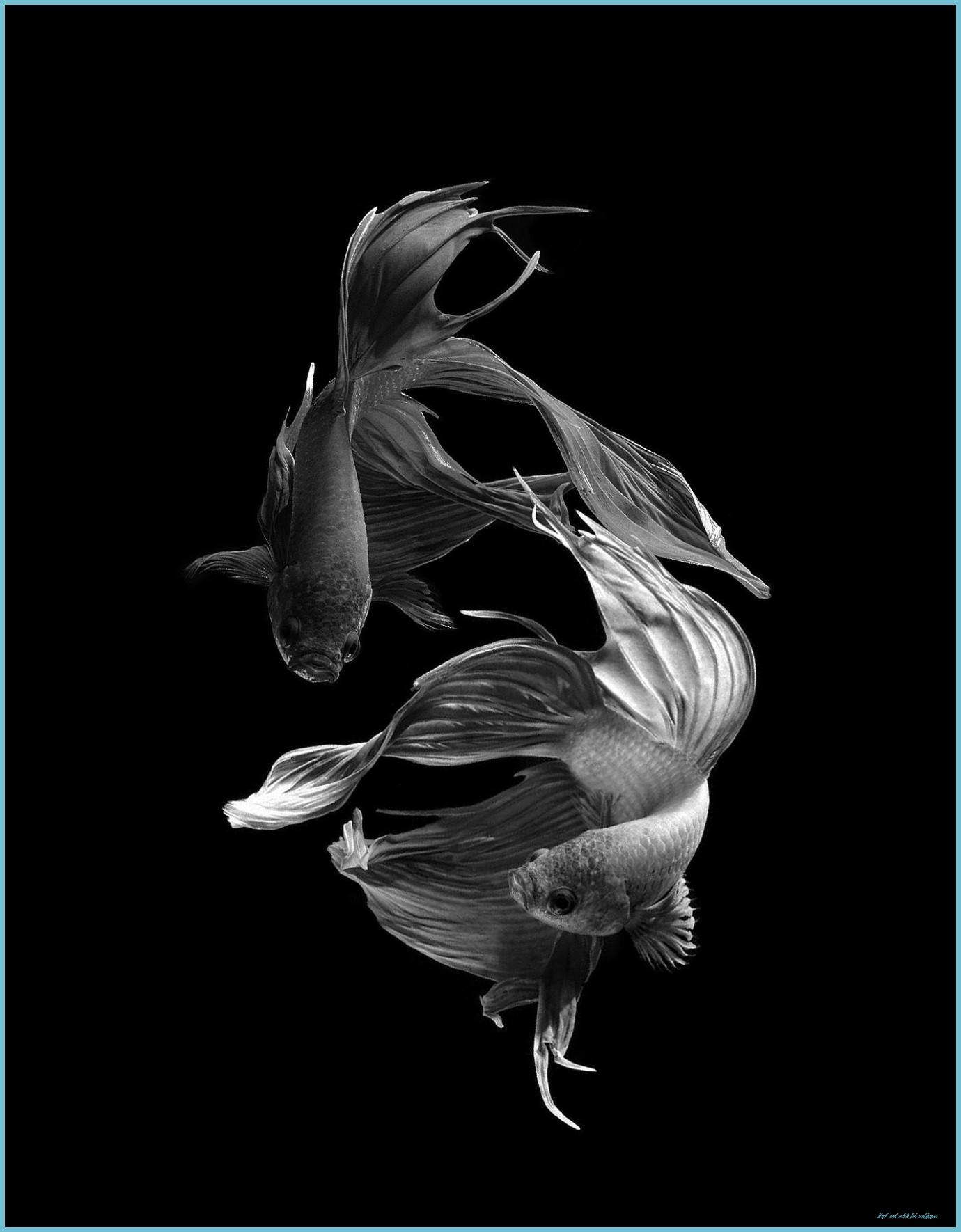 Siamese Fighting Fish Wallpapers - Top Free Siamese Fighting Fish ...