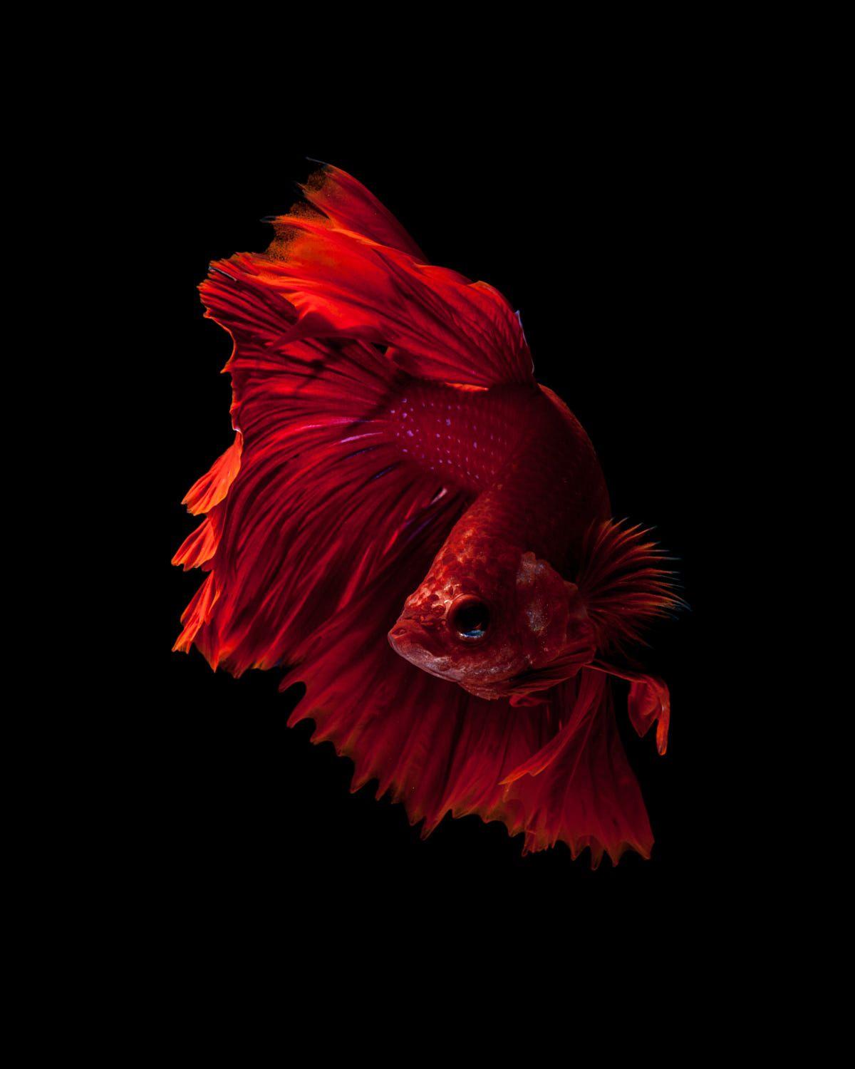 Siamese Fighting Fish Wallpapers - Top Free Siamese Fighting Fish ...