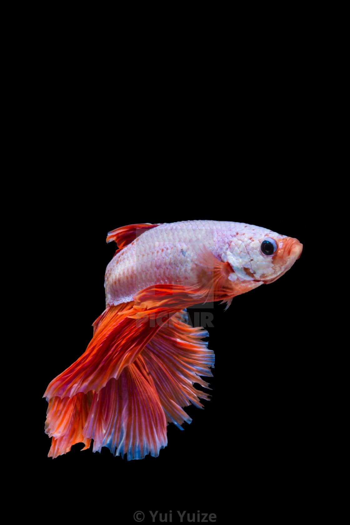 Siamese Fighting Fish Wallpapers - Top Free Siamese Fighting Fish ...