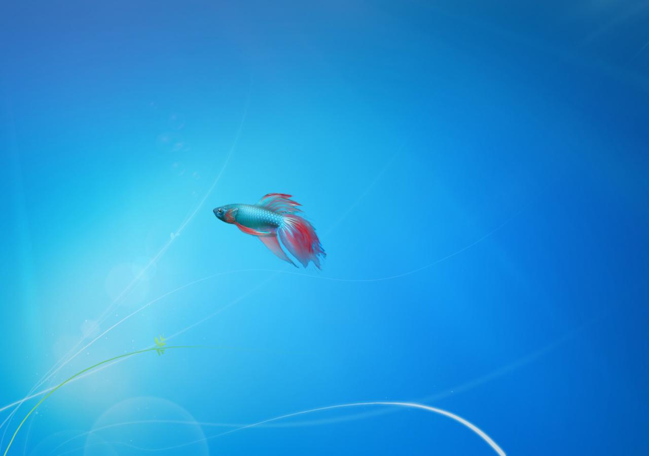 Siamese Fighting Fish Wallpapers - Top Free Siamese Fighting Fish ...