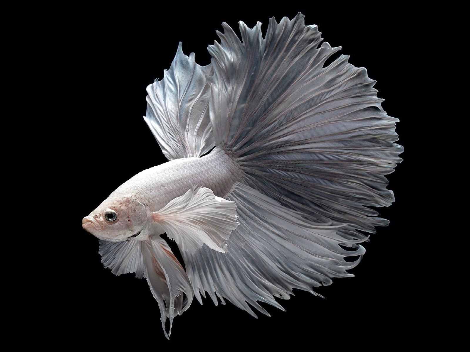 Siamese Fighting Fish Wallpapers - Top Free Siamese Fighting Fish ...