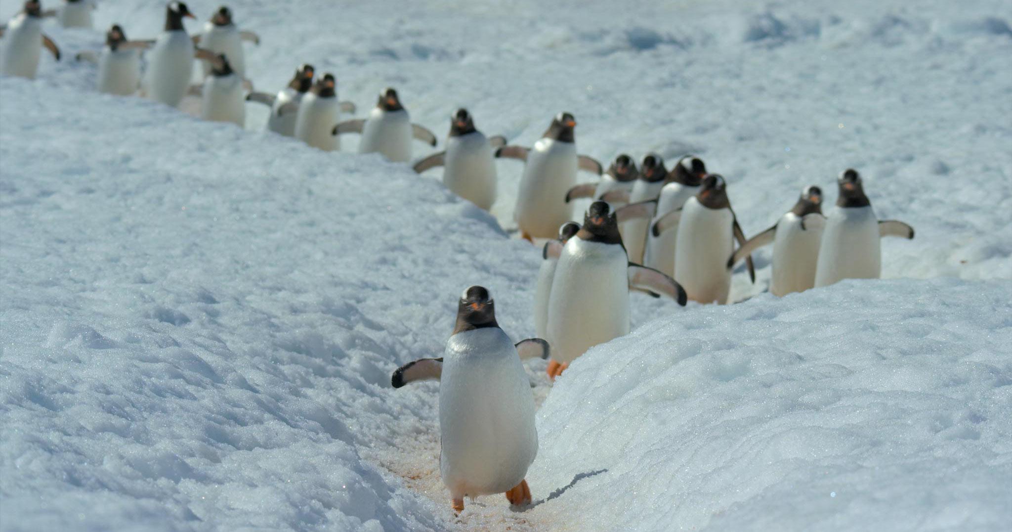 Frozen Land Wallpapers - Top Free Frozen Land Backgrounds - WallpaperAccess