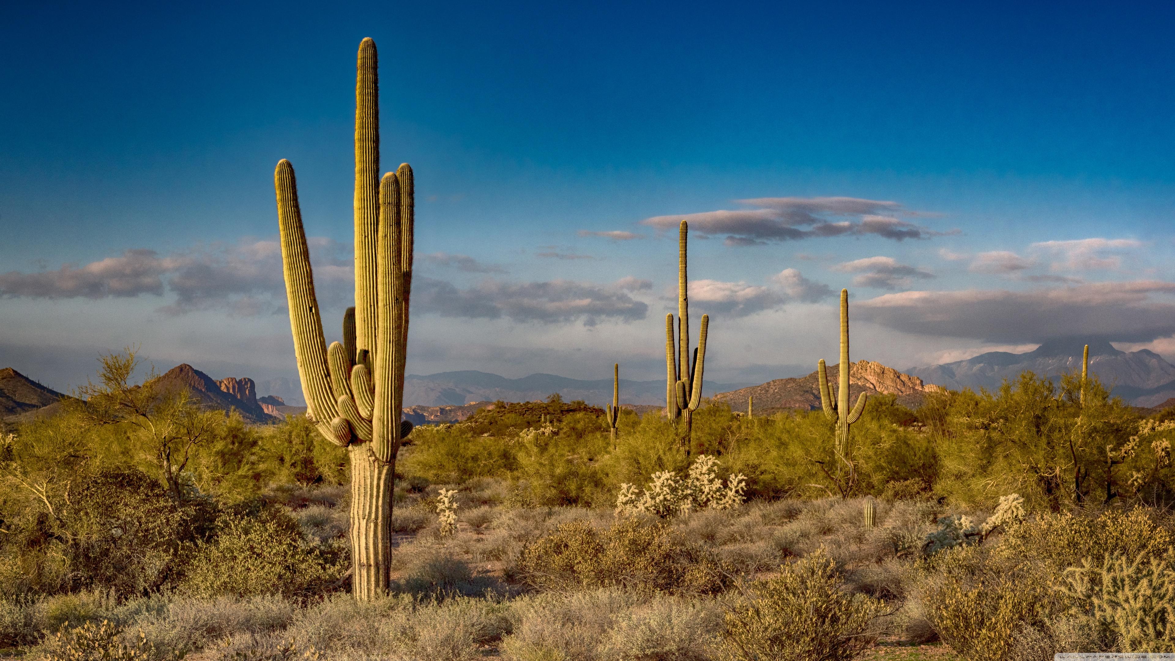 Arizona Desert Landscape Wallpapers - Top Free Arizona Desert Landscape ...
