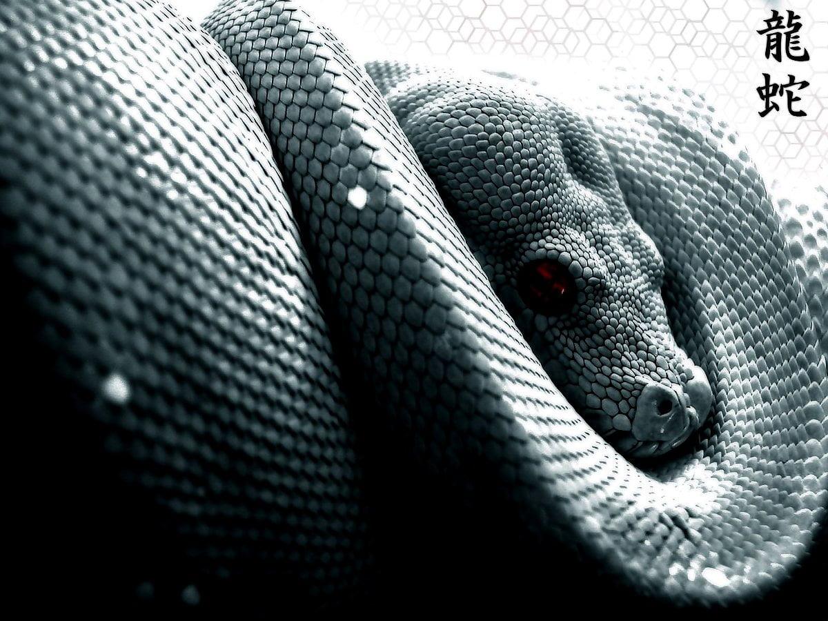 Black Mamba Desktop Wallpapers - Top Free Black Mamba Desktop ...