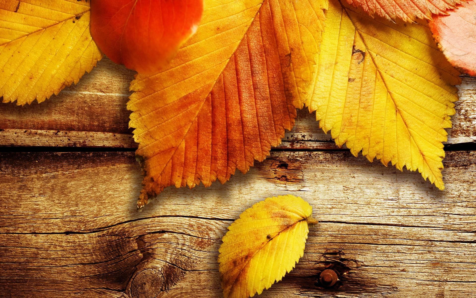 Abstract Autumn Wallpapers - Top Free Abstract Autumn Backgrounds ...