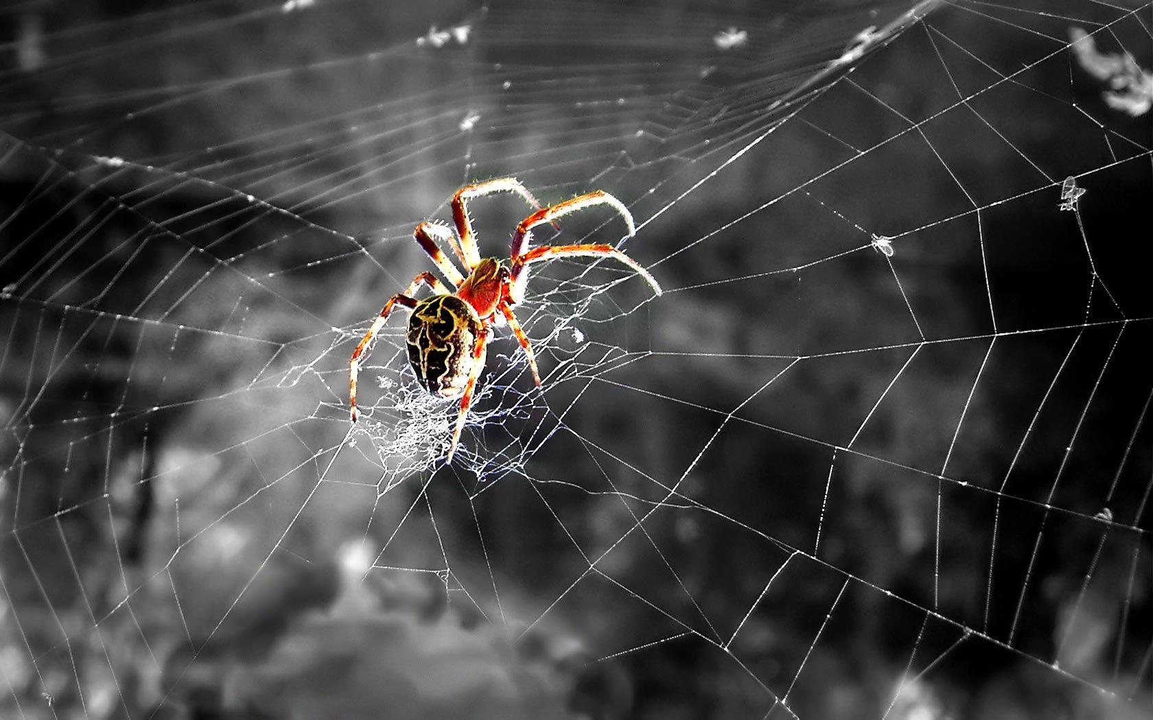Halloween Spider Wallpapers - Top Free Halloween Spider Backgrounds ...