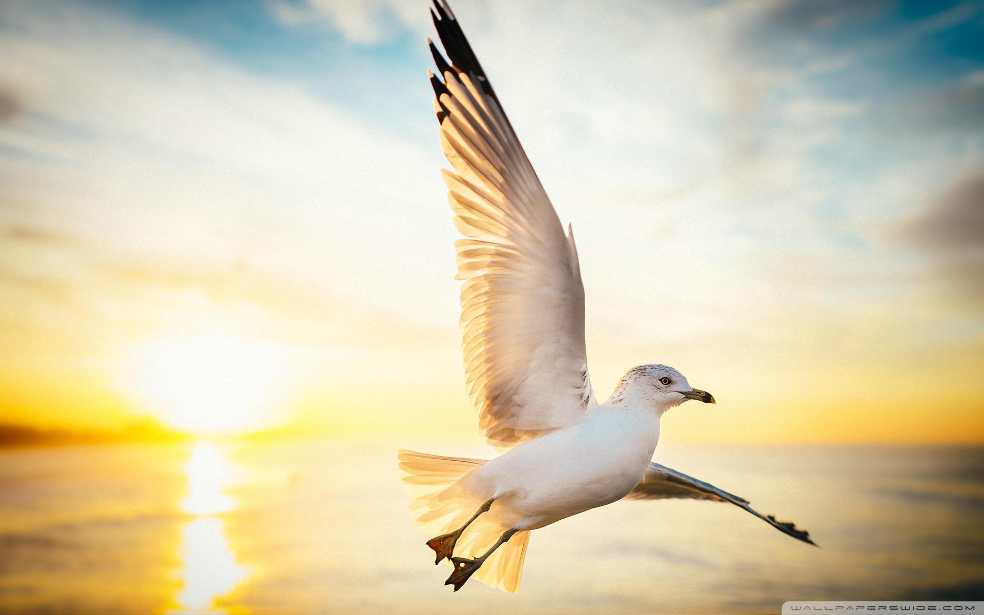 Soar Wallpapers - Top Free Soar Backgrounds - WallpaperAccess