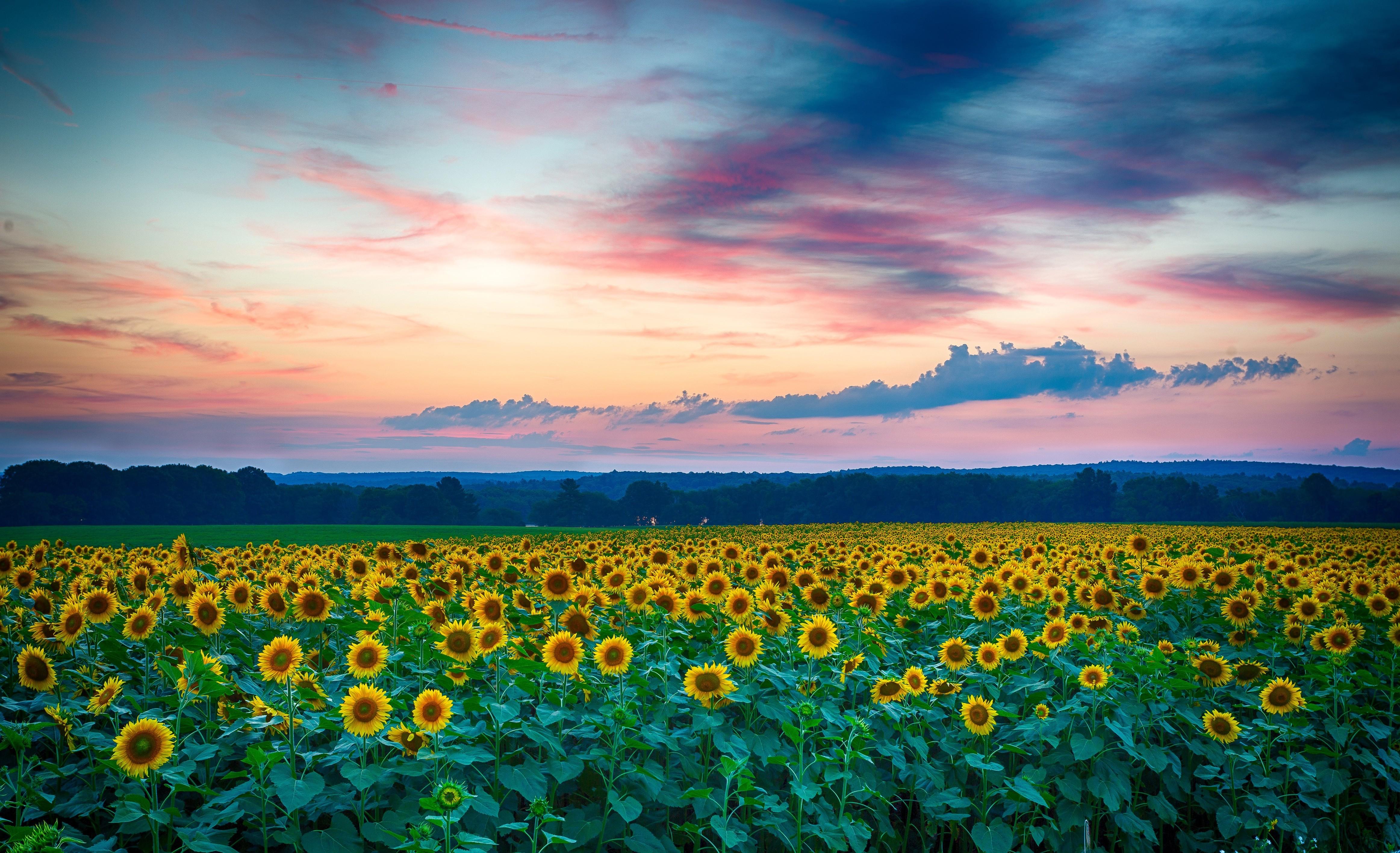 Sunrise Field Wallpapers - Top Free Sunrise Field Backgrounds ...
