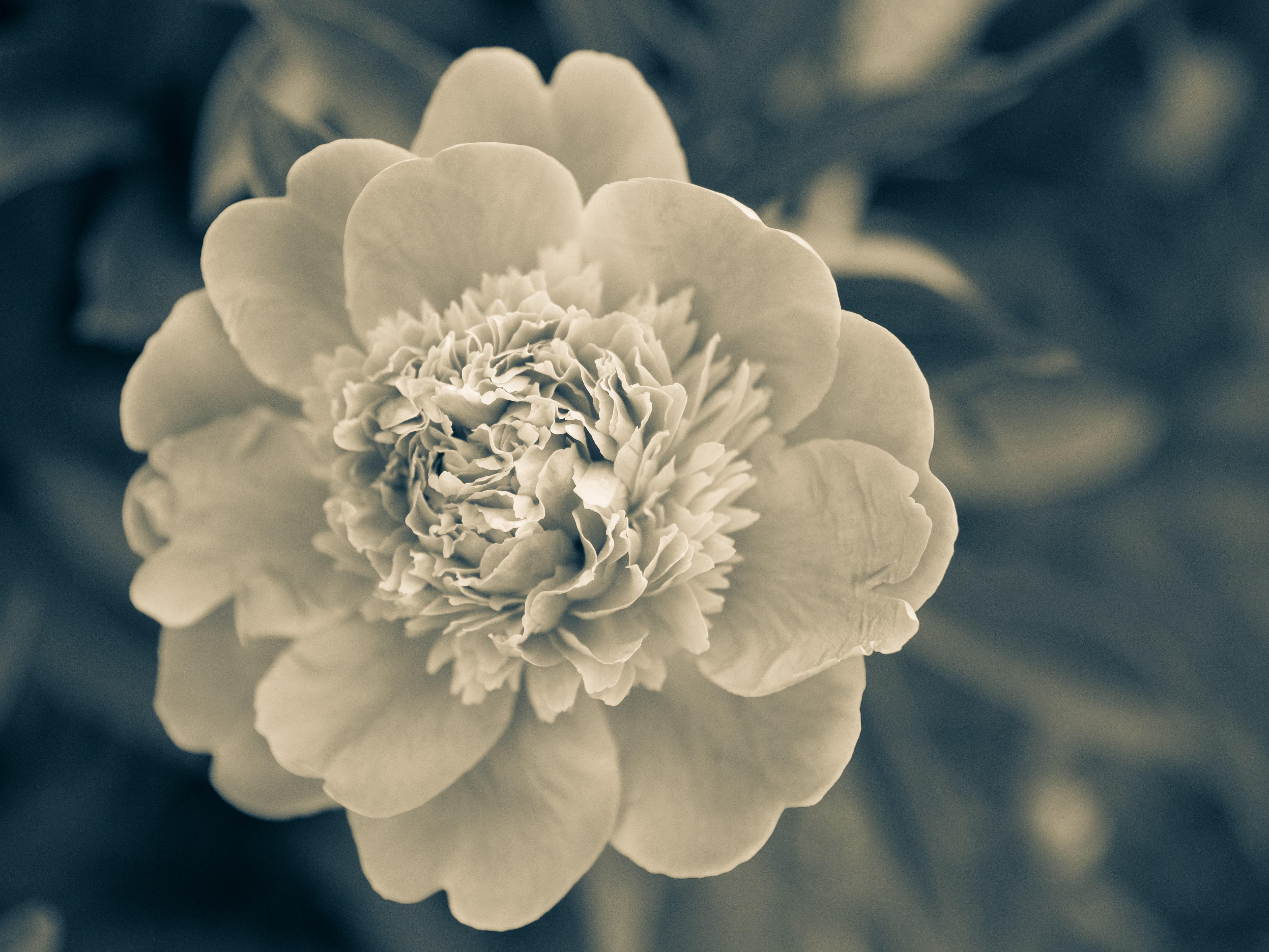 Neutral Floral Desktop Wallpapers - Top Free Neutral Floral Desktop ...