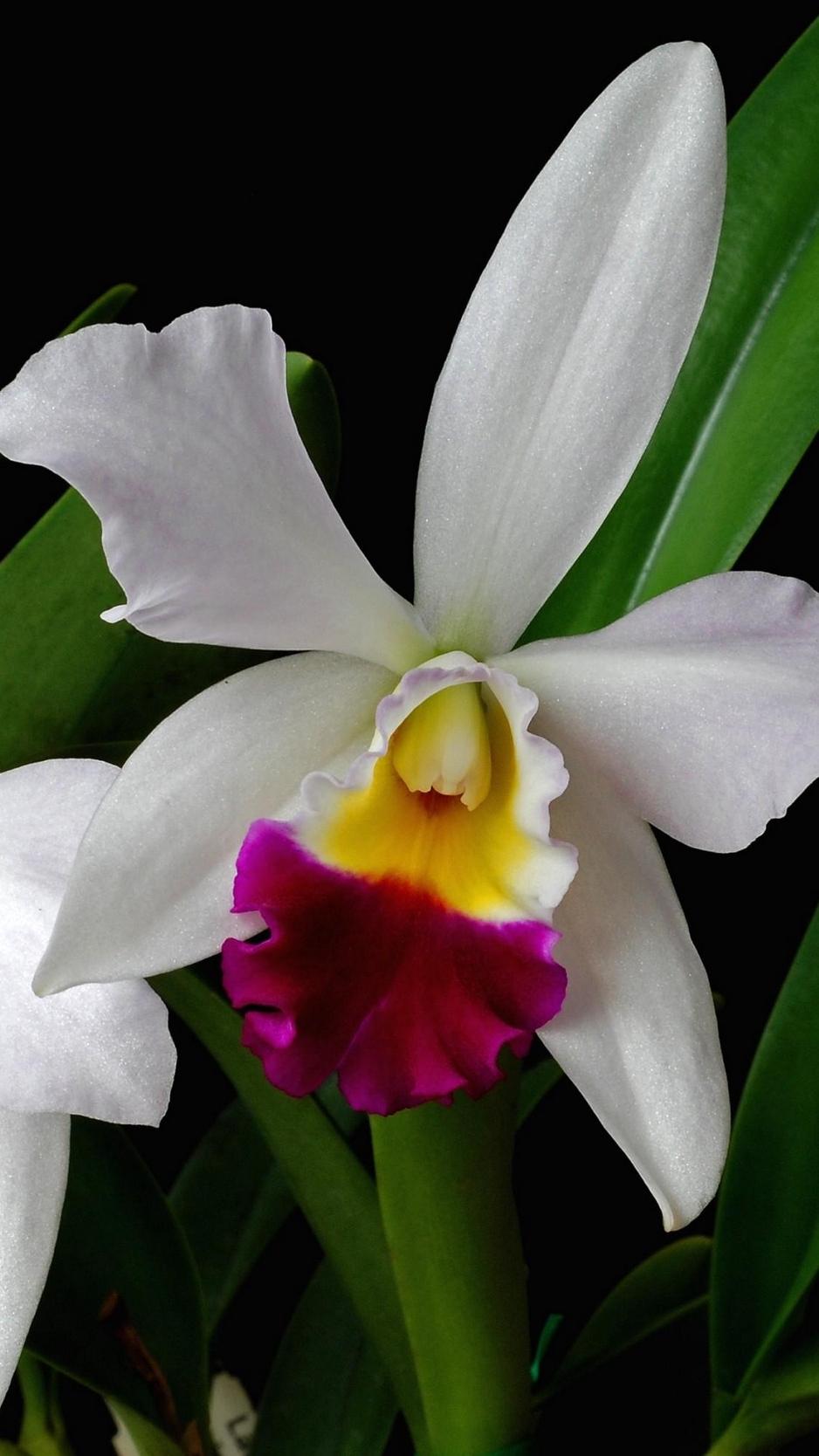 Cattleya Orchid Wallpapers - Top Free Cattleya Orchid Backgrounds ...