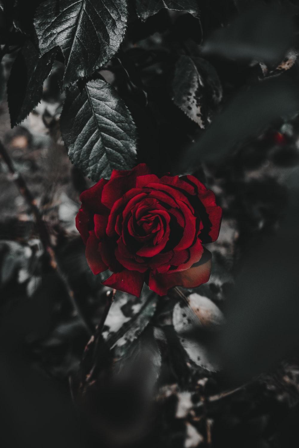 Dark Red Rose Wallpapers - Top Free Dark Red Rose Backgrounds ...