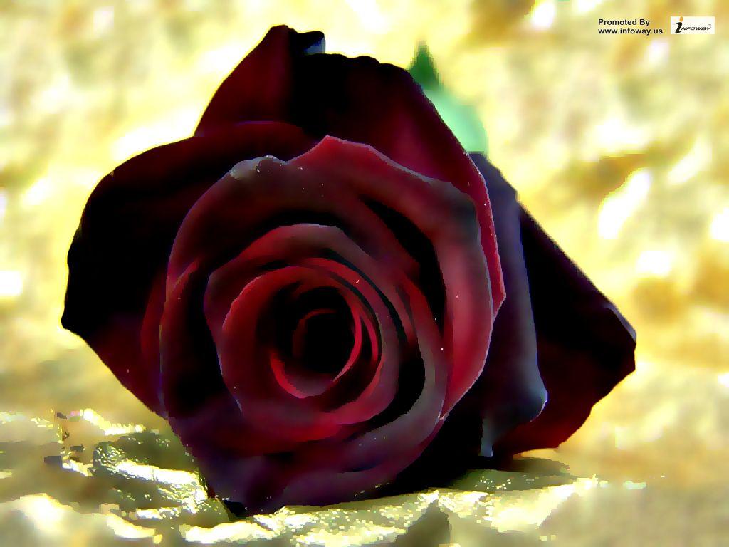 Dark Red Rose Wallpapers - Top Free Dark Red Rose Backgrounds ...