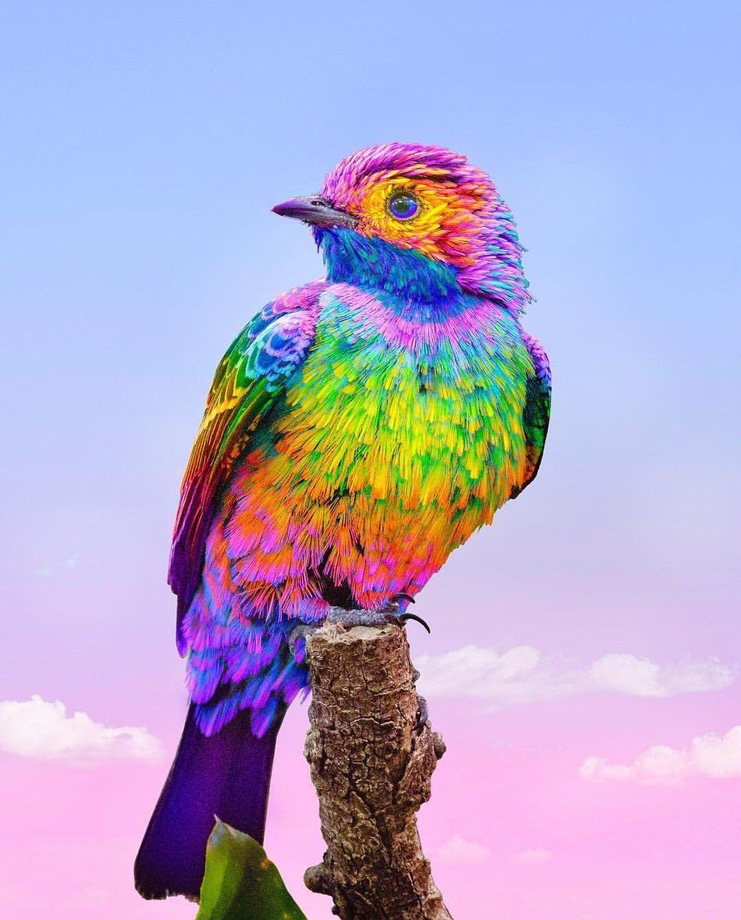 Cute Rainbow Animal Wallpapers - Top Free Cute Rainbow Animal ...