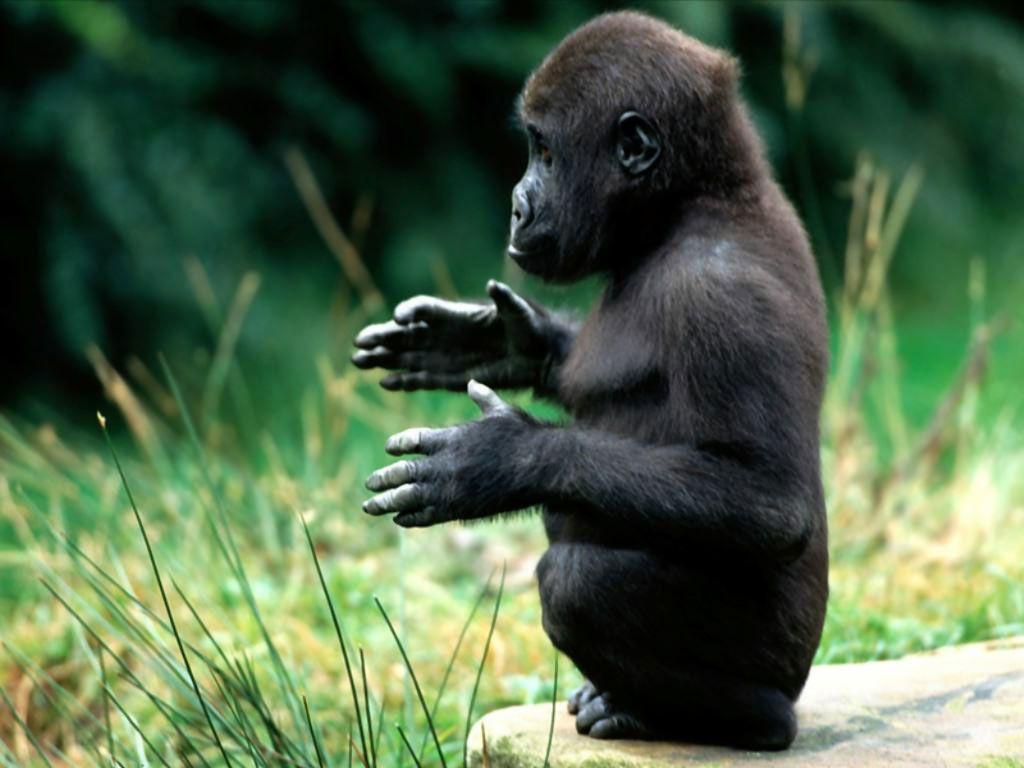 Cute Gorilla Wallpapers - Top Free Cute Gorilla Backgrounds ...