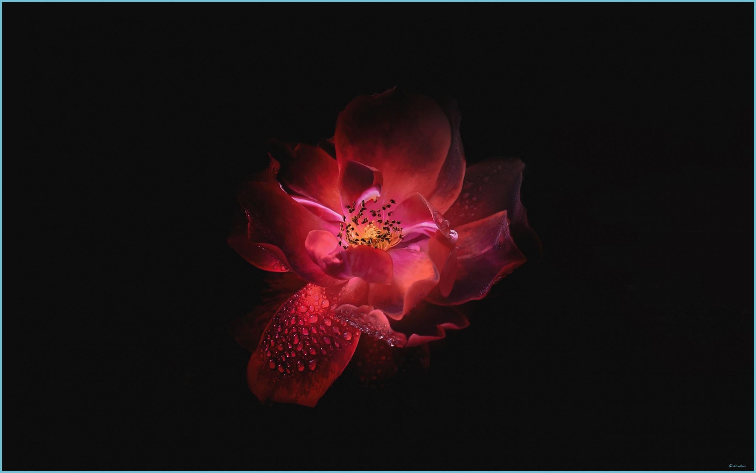 OLED Abstract Wallpapers - Top Free OLED Abstract Backgrounds ...