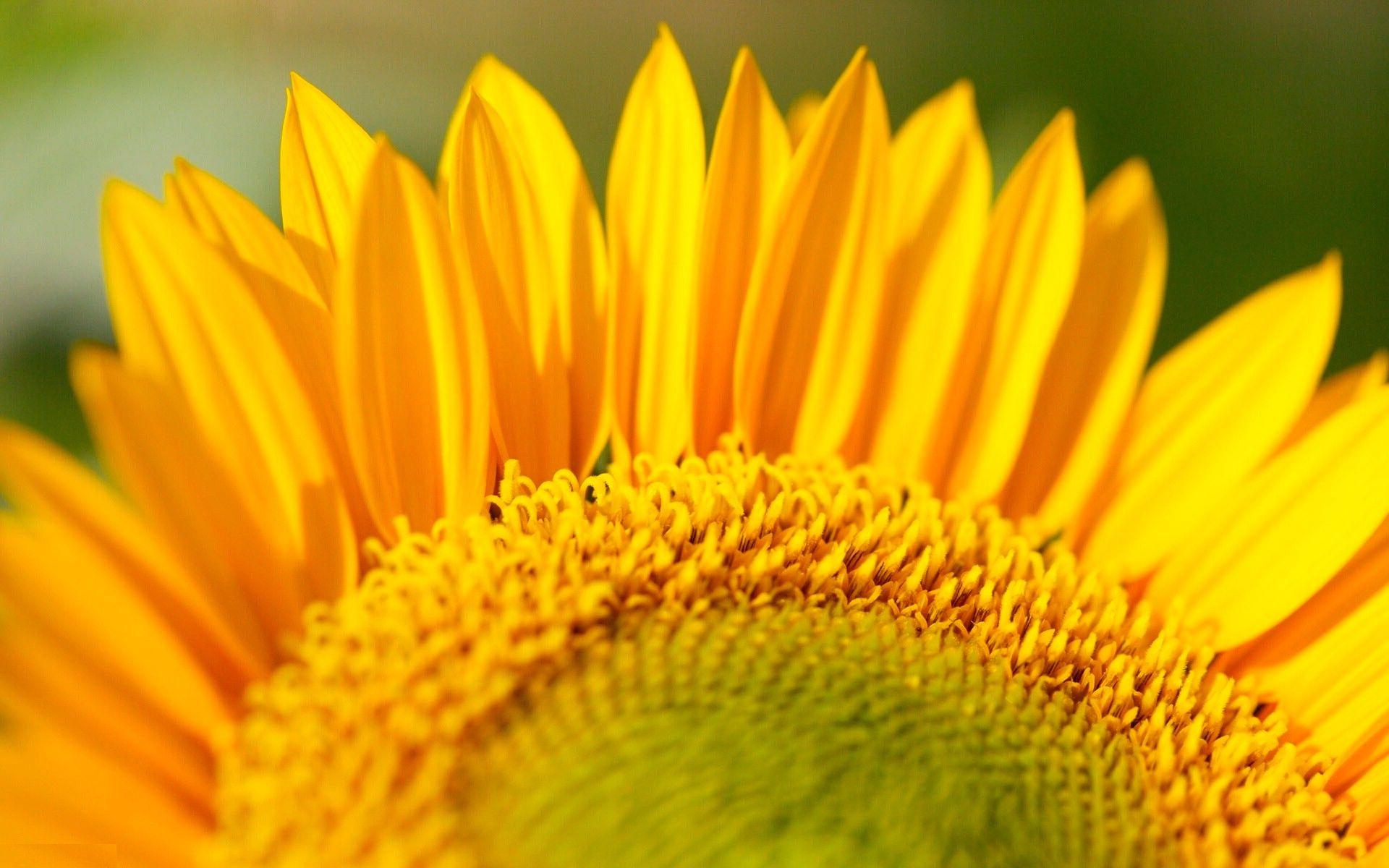 Big Flower Wallpapers - Top Free Big Flower Backgrounds - WallpaperAccess