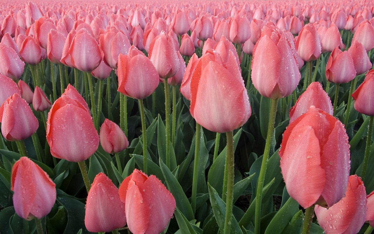 Big Flower Wallpapers - Top Free Big Flower Backgrounds - WallpaperAccess