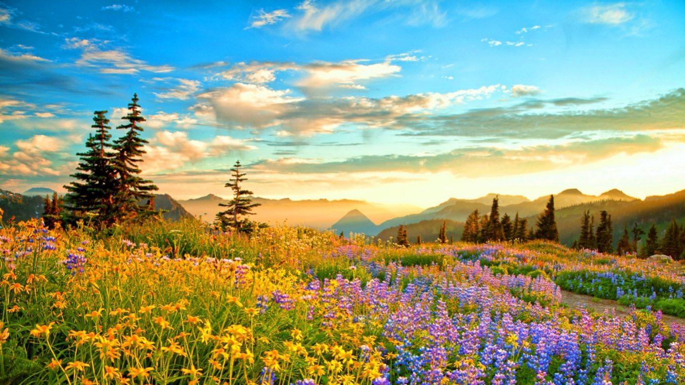 Spring Mountain Flowers Wallpapers - Top Free Spring Mountain Flowers ...