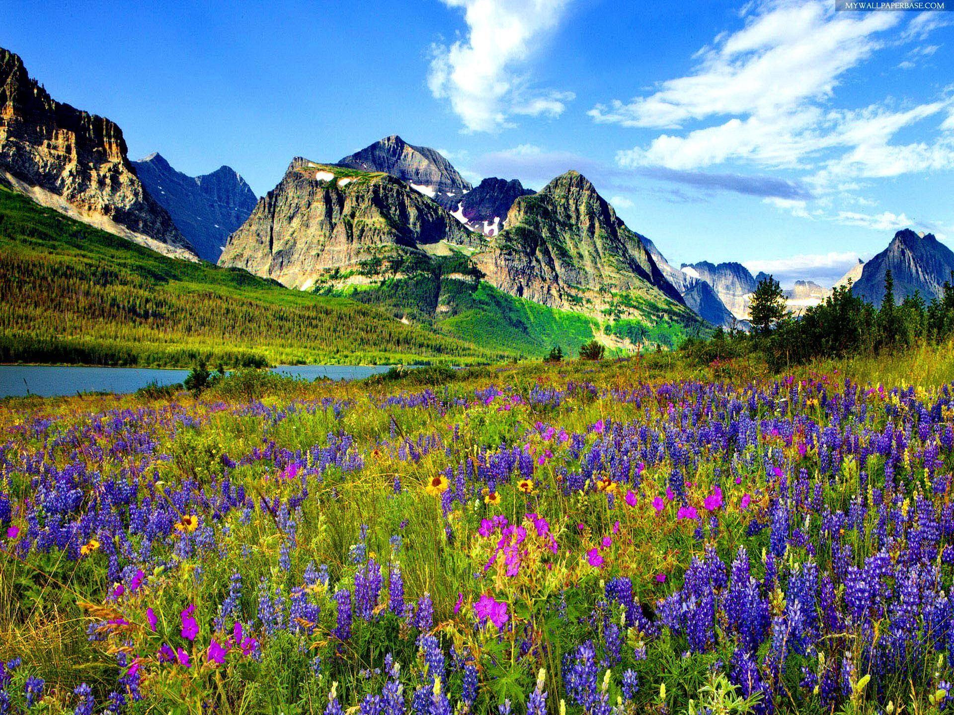 Spring Mountain Flowers Wallpapers - Top Free Spring Mountain Flowers ...