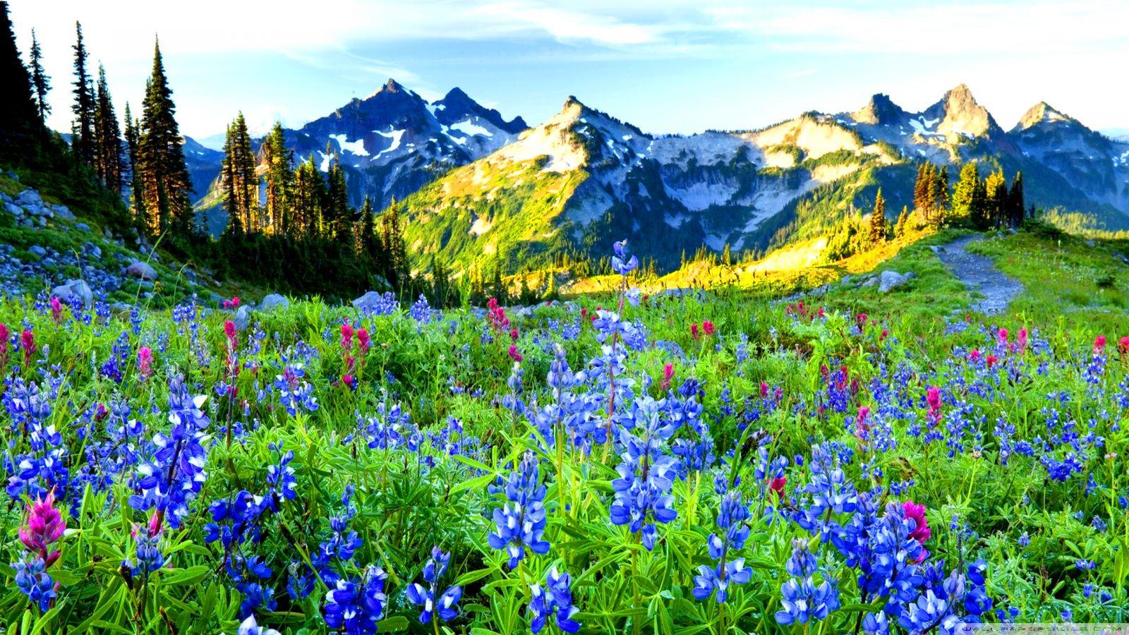 Spring Mountain Flowers Wallpapers - Top Free Spring Mountain Flowers ...