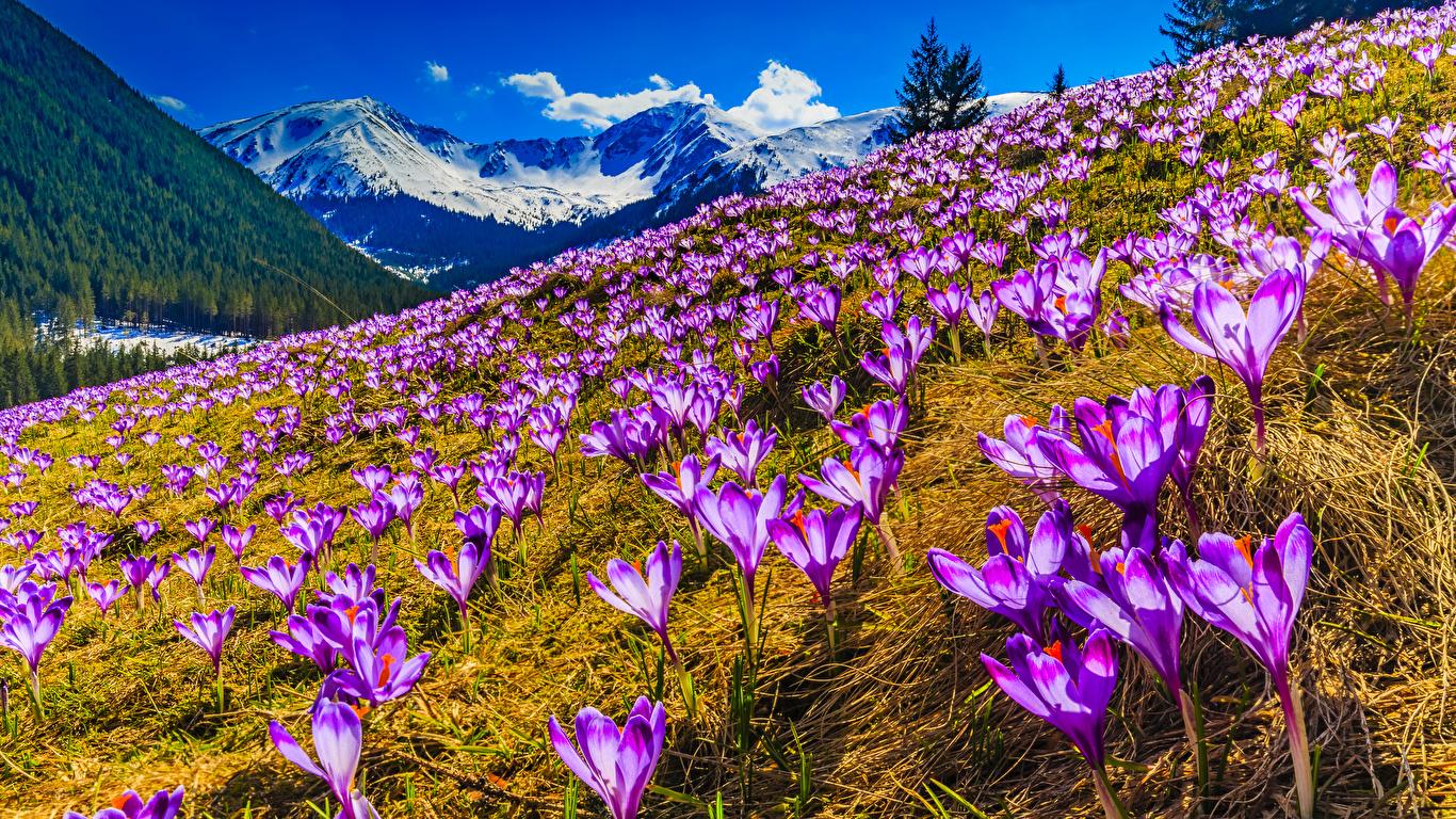 Spring Mountain Flowers Wallpapers - Top Free Spring Mountain Flowers ...
