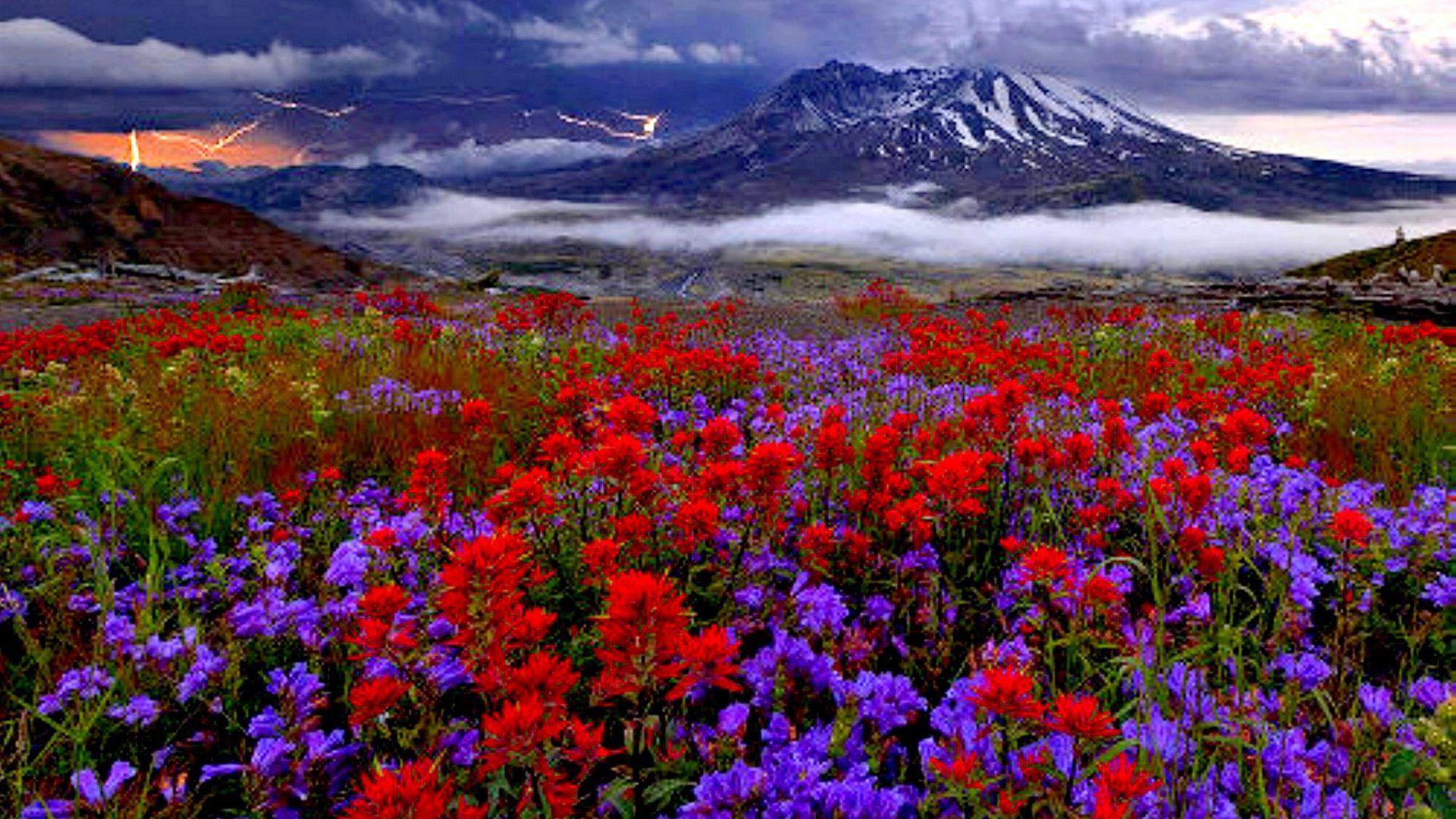 Spring Mountain Flowers Wallpapers - Top Free Spring Mountain Flowers ...