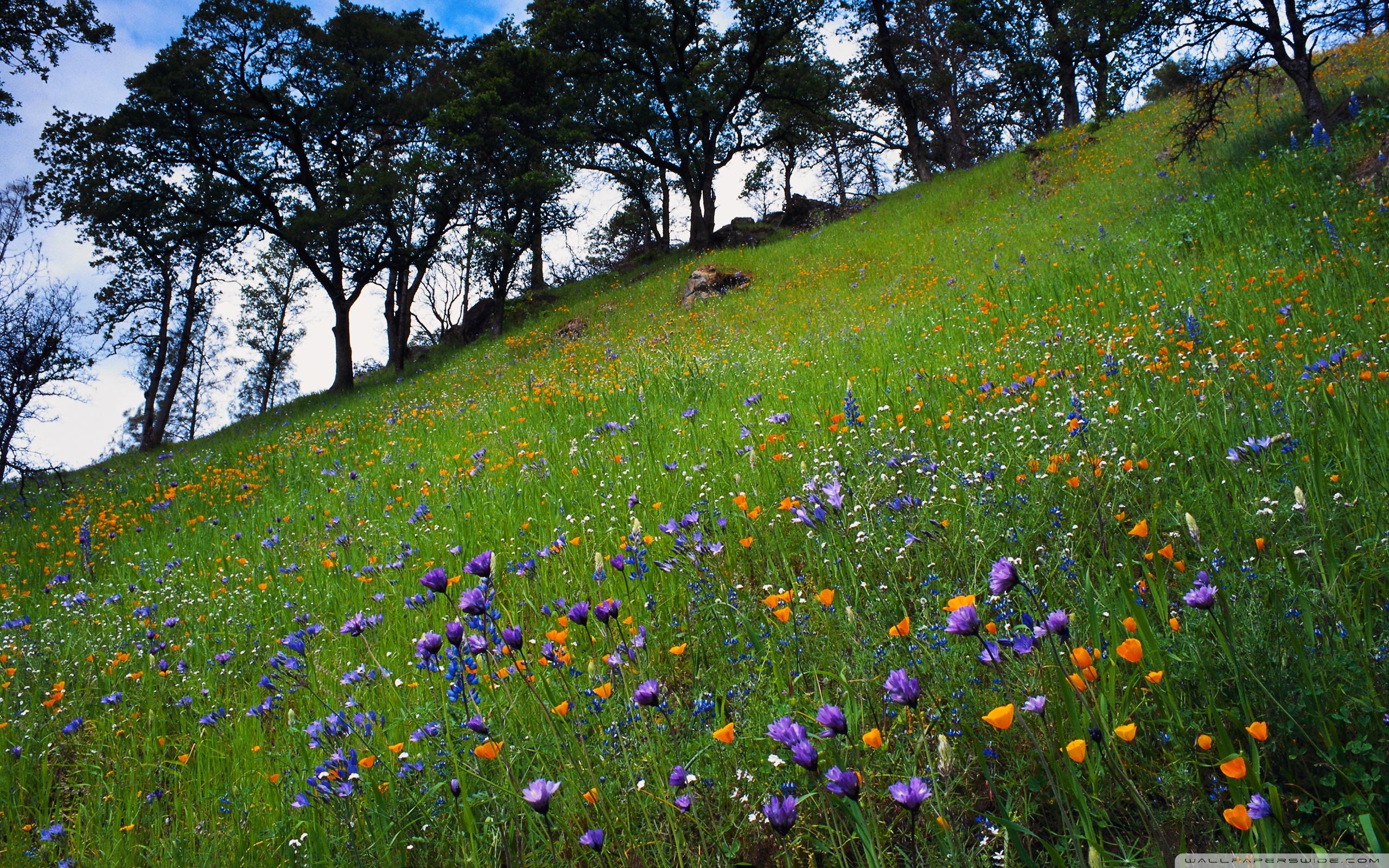 Spring Mountain Flowers Wallpapers - Top Free Spring Mountain Flowers ...