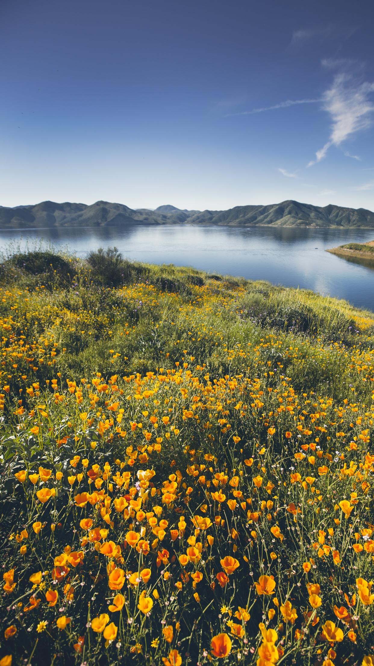 Spring Mountain Flowers Wallpapers - Top Free Spring Mountain Flowers ...
