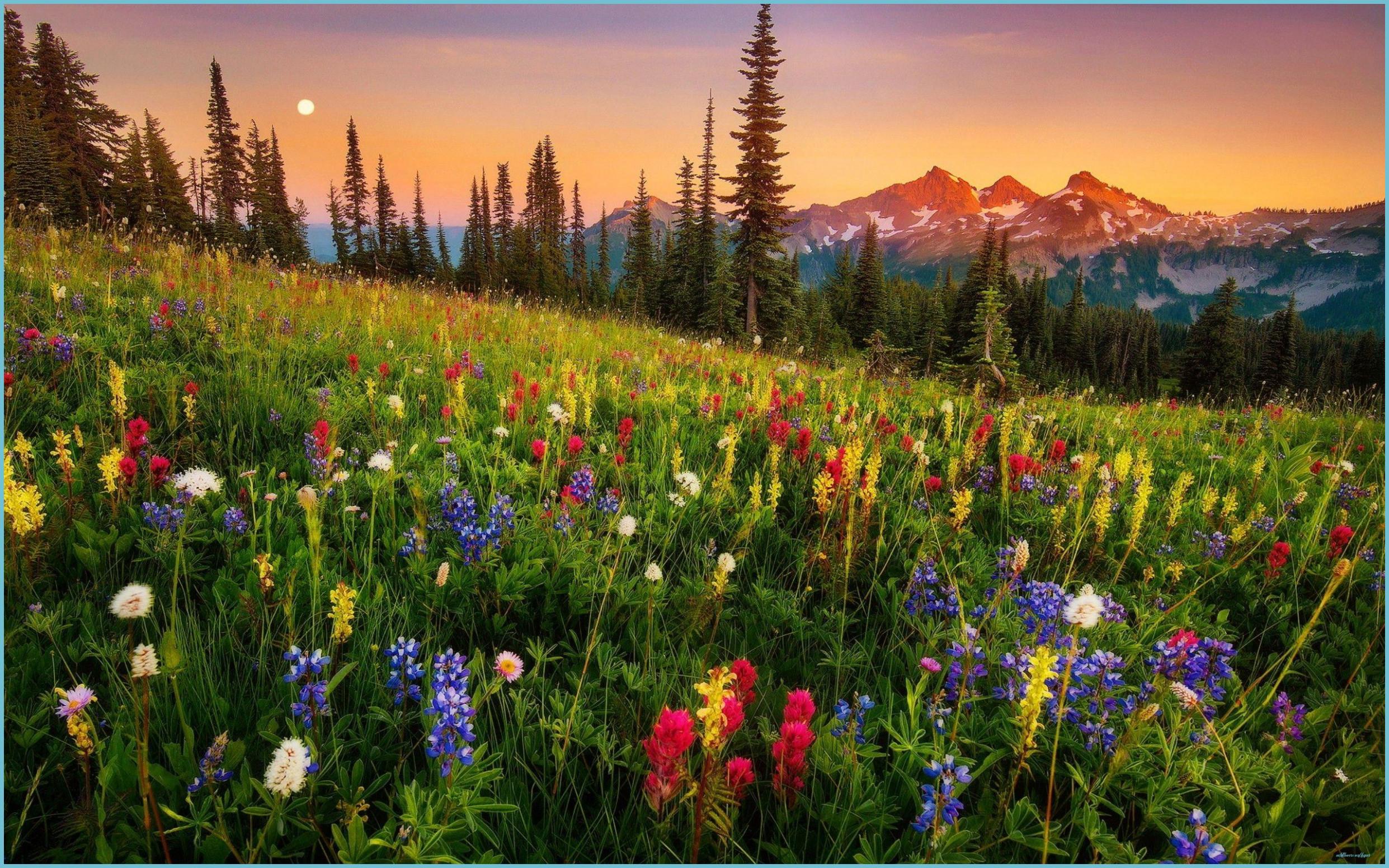 Spring Mountain Flowers Wallpapers - Top Free Spring Mountain Flowers ...