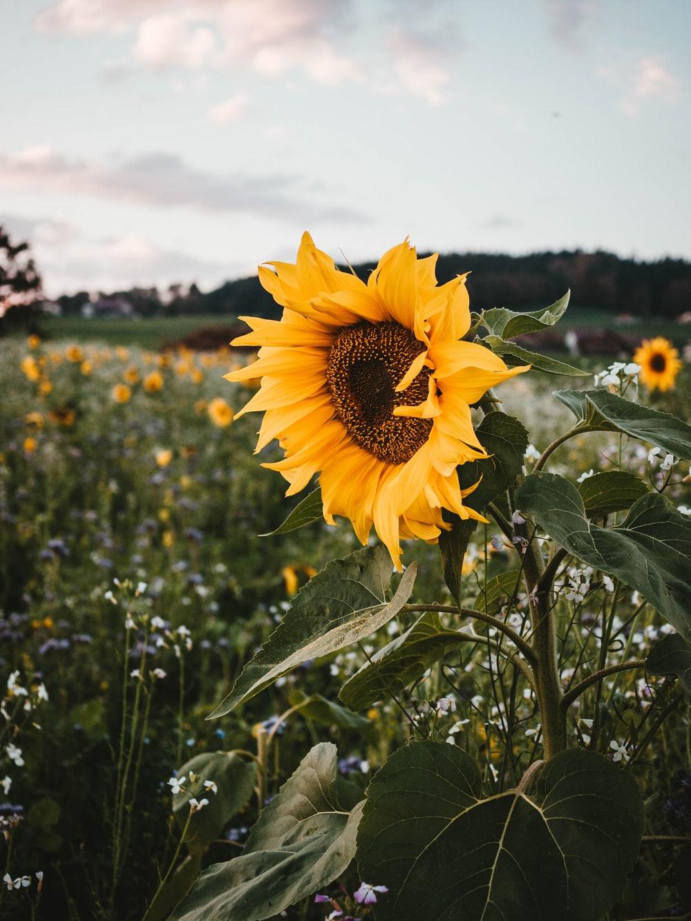 Sunflower Beach Wallpapers - Top Free Sunflower Beach Backgrounds ...