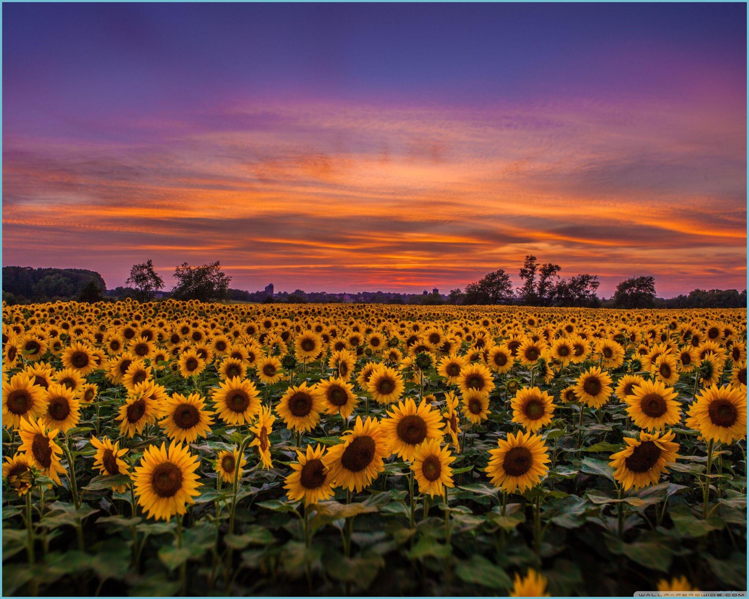 Sunflower Beach Wallpapers - Top Free Sunflower Beach Backgrounds ...