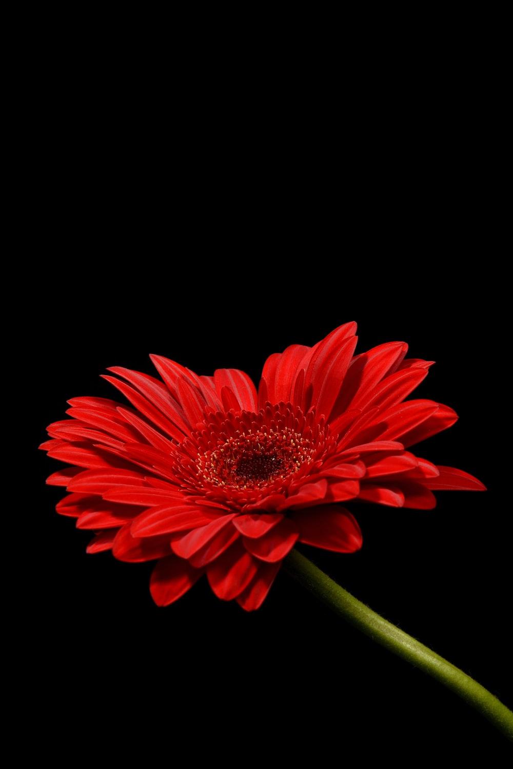 Bloody Flower Wallpapers - Top Free Bloody Flower Backgrounds ...