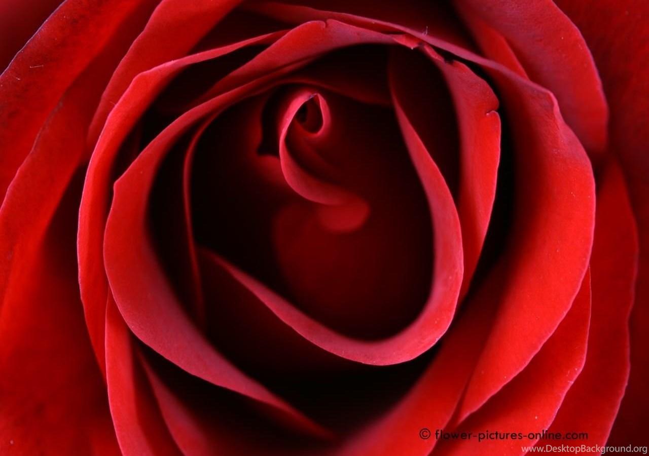 Bloody Flower Wallpapers - Top Free Bloody Flower Backgrounds ...